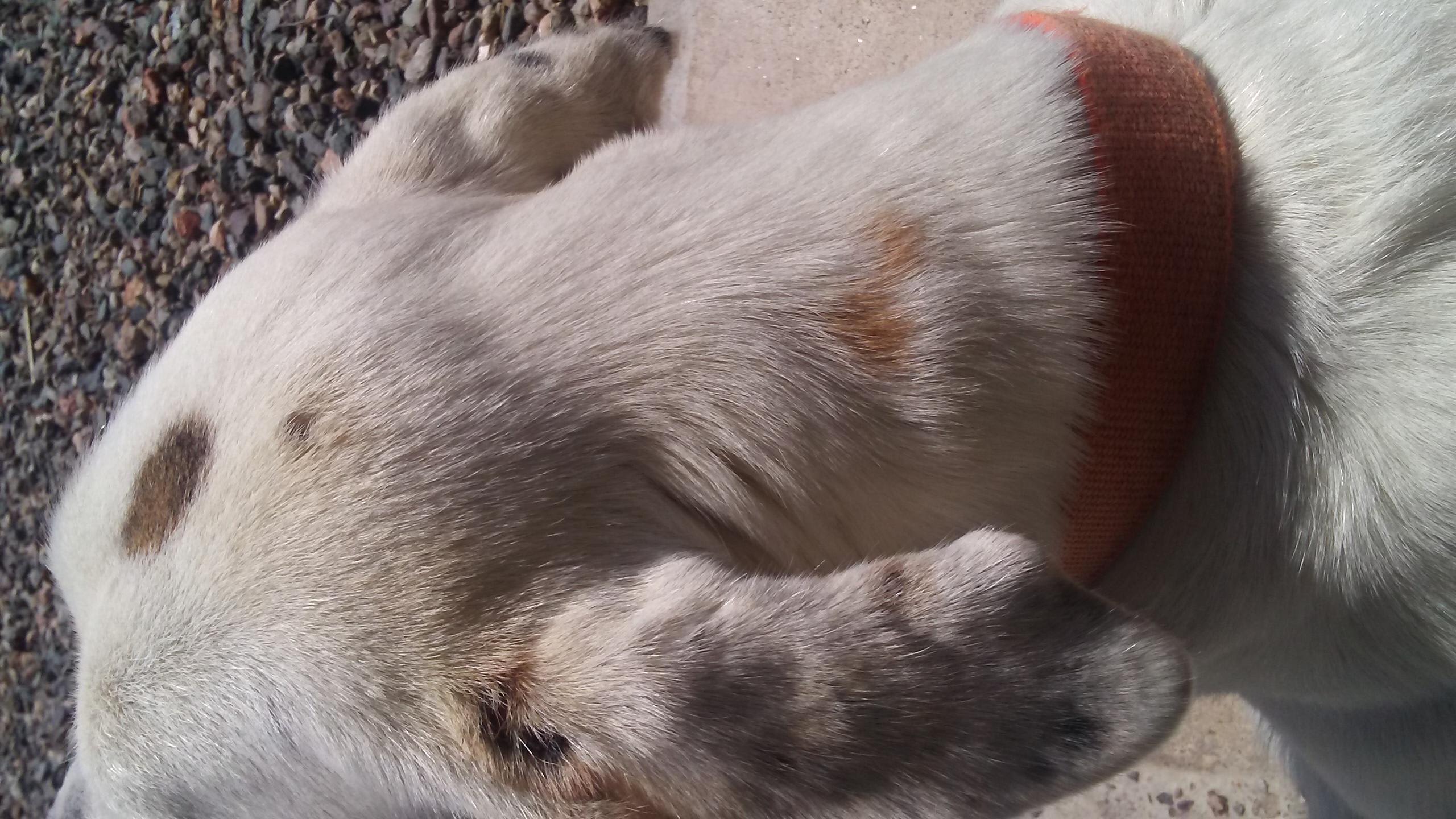 My dog keeps scratching raw, has open wounds? Find solutions | Petco
