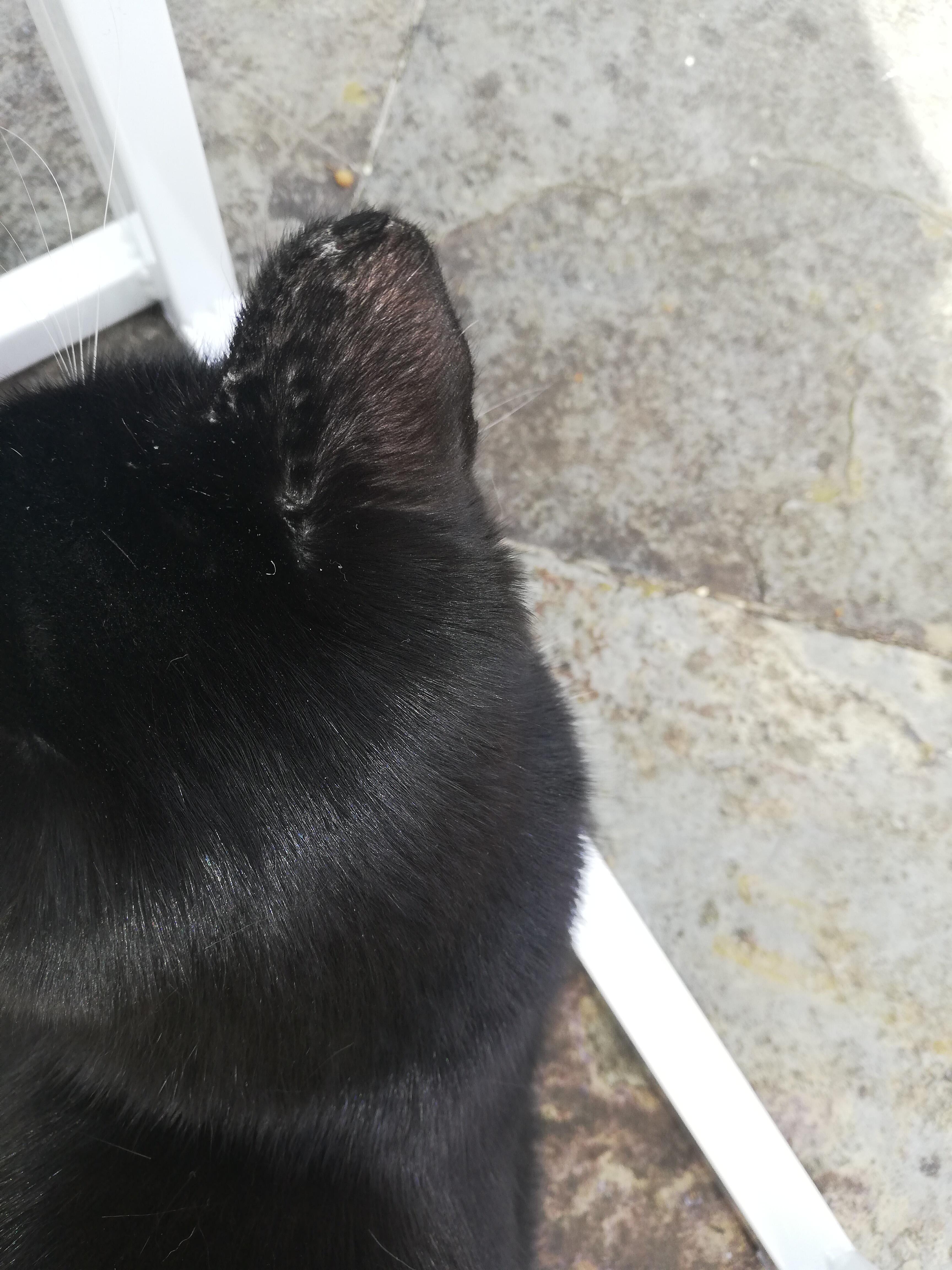 Why is my cat's ear bent, scabbed, and losing fur around the edges? | Petco