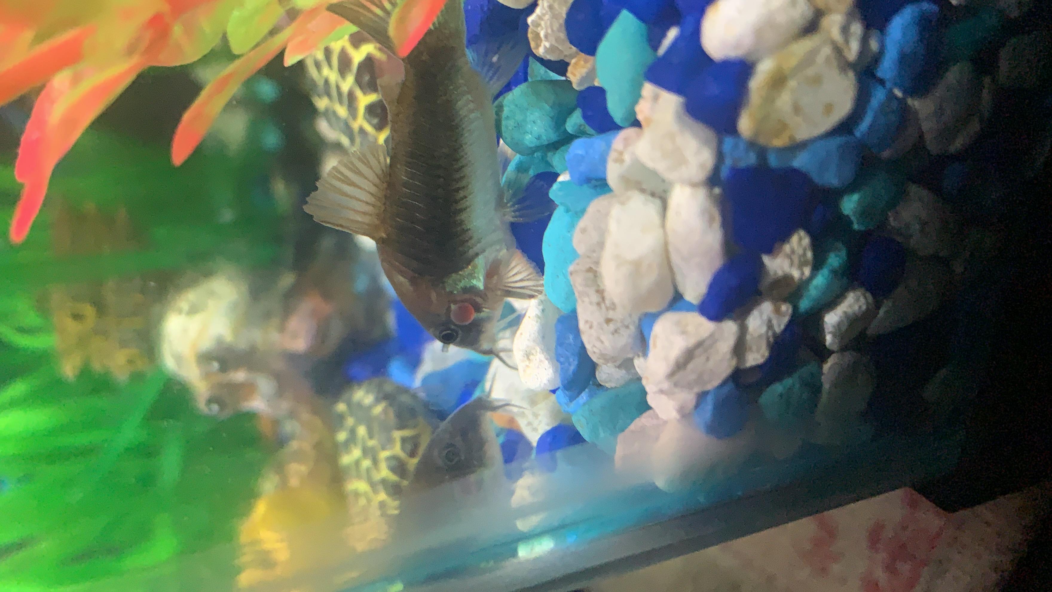 My Cory Catfish Has a Gill Bubble: Causes & What to Do | Petco