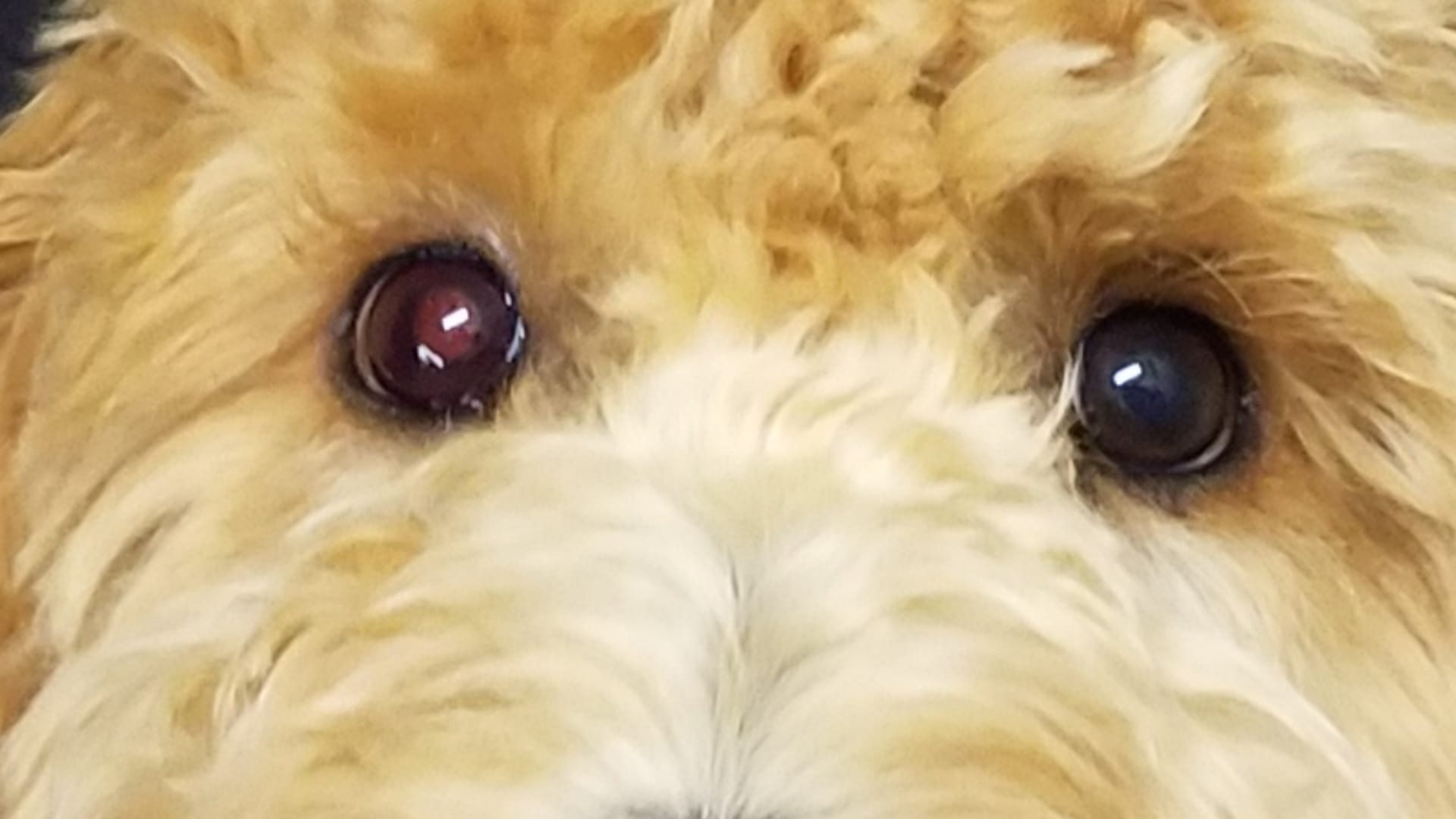 Why is my Goldendoodle puppy's pupil red and eye suddenly blind? | Petco