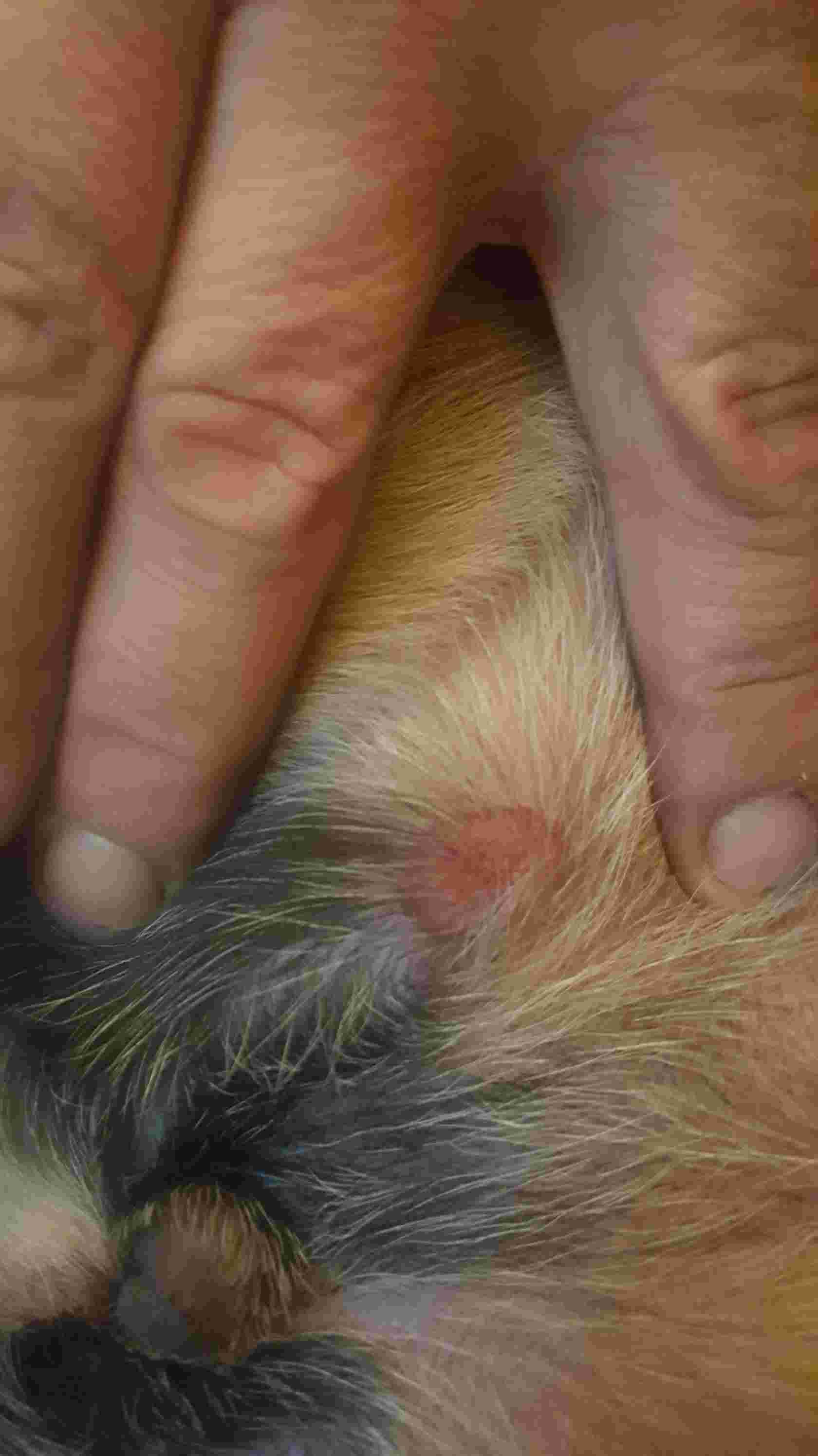 My dog has a swollen bite. What is it? How should I treat it? | Petco