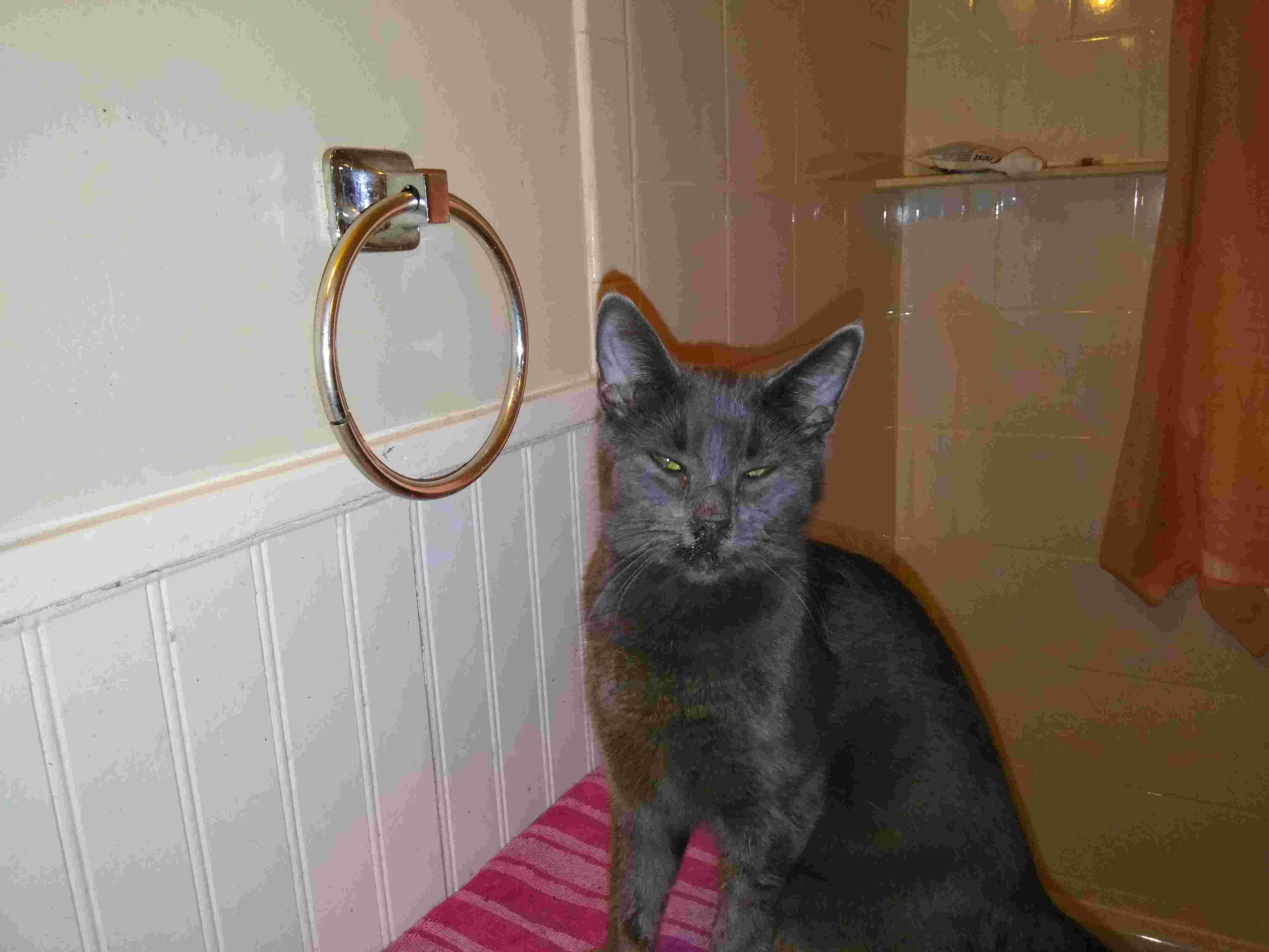 Why does my cat have foul breath, painful eating, eye discharge? | Petco