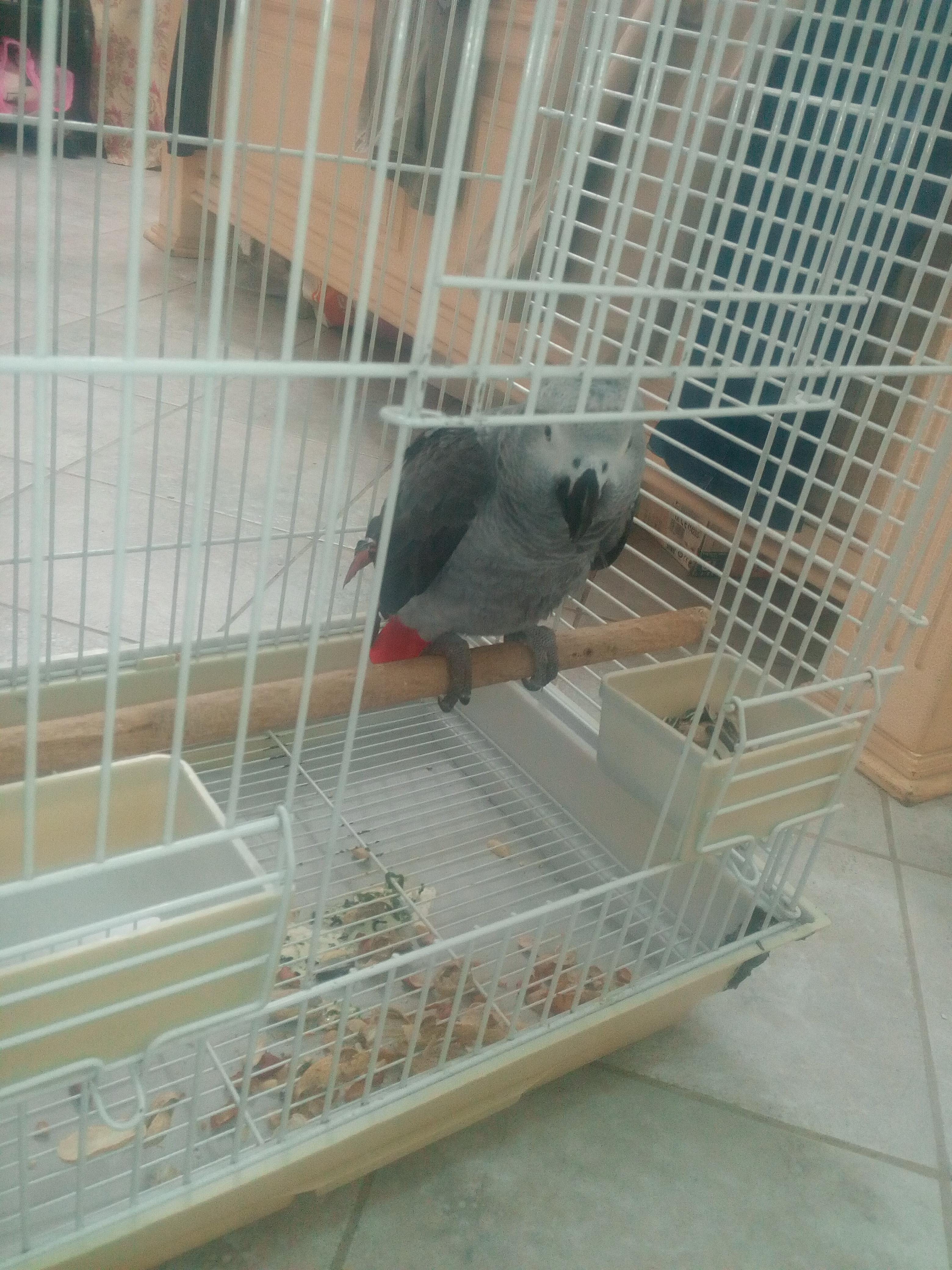 My African Grey Has Diarrhea: Should I Use Human Antibiotics? | Petco