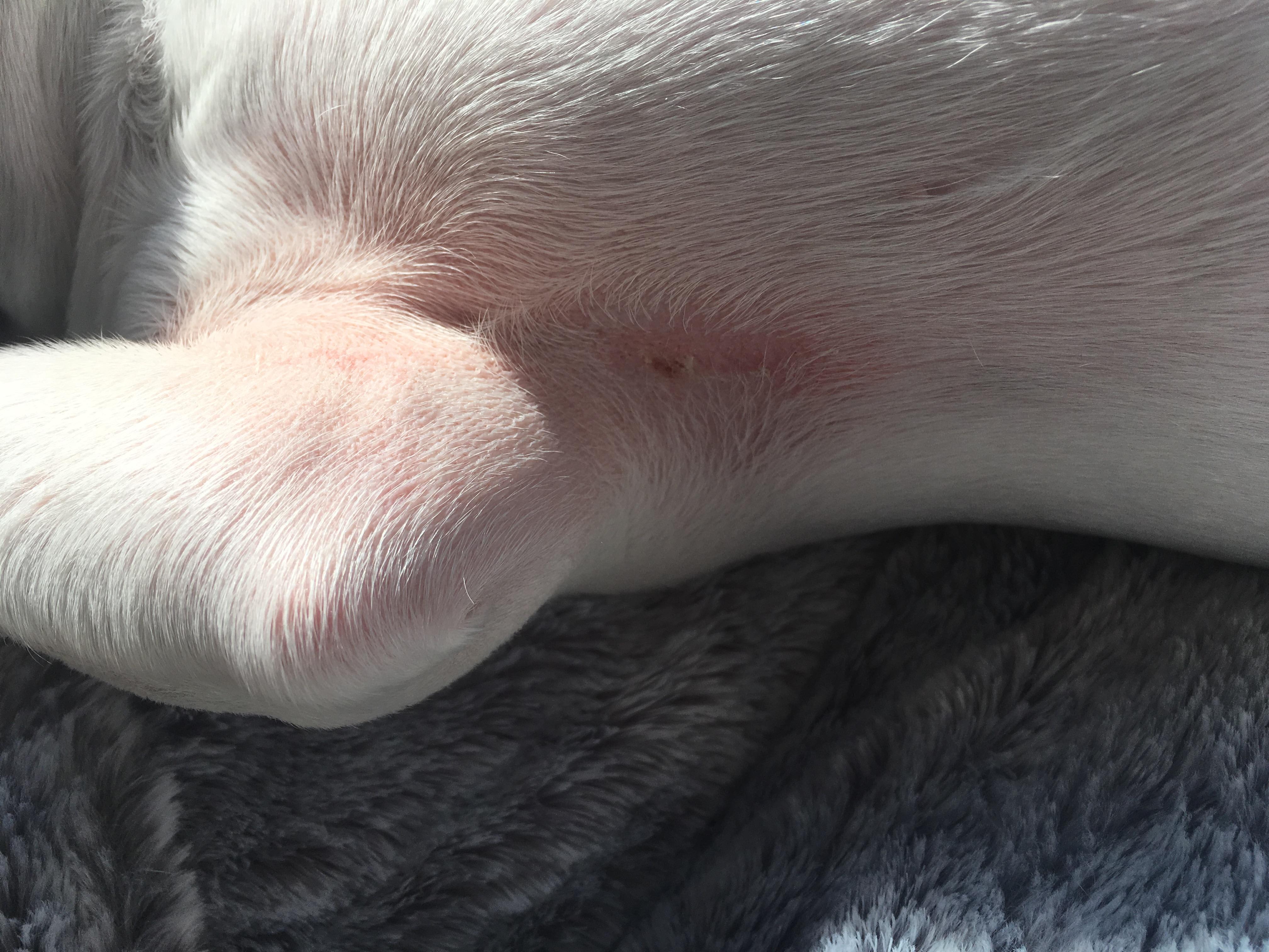 I have a 7 month old french bulldog she develop this “rash” a month ago ...