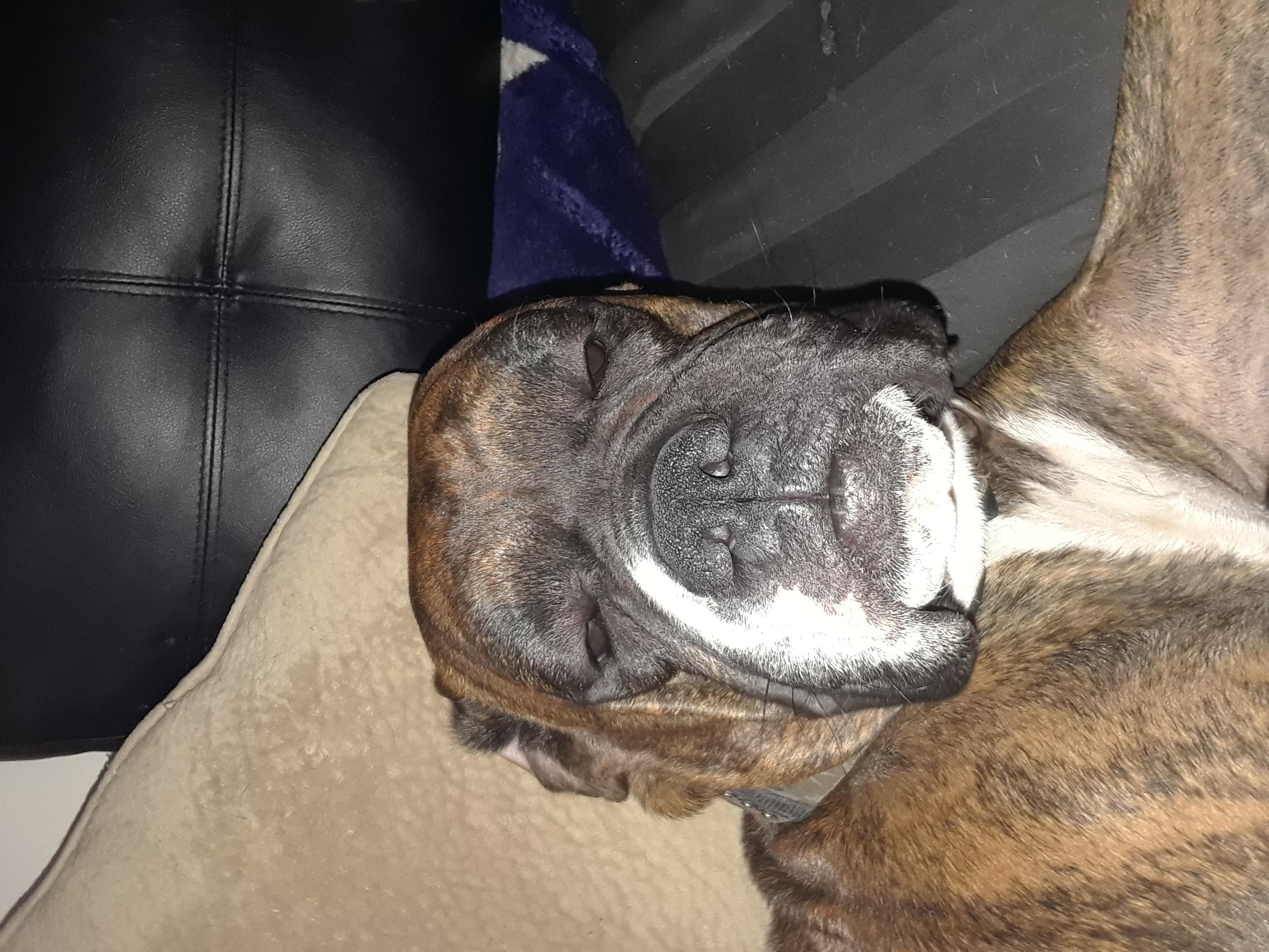 My Boxer Has Swollen Face, Vomiting, Diarrhea. What to Do? | Petco