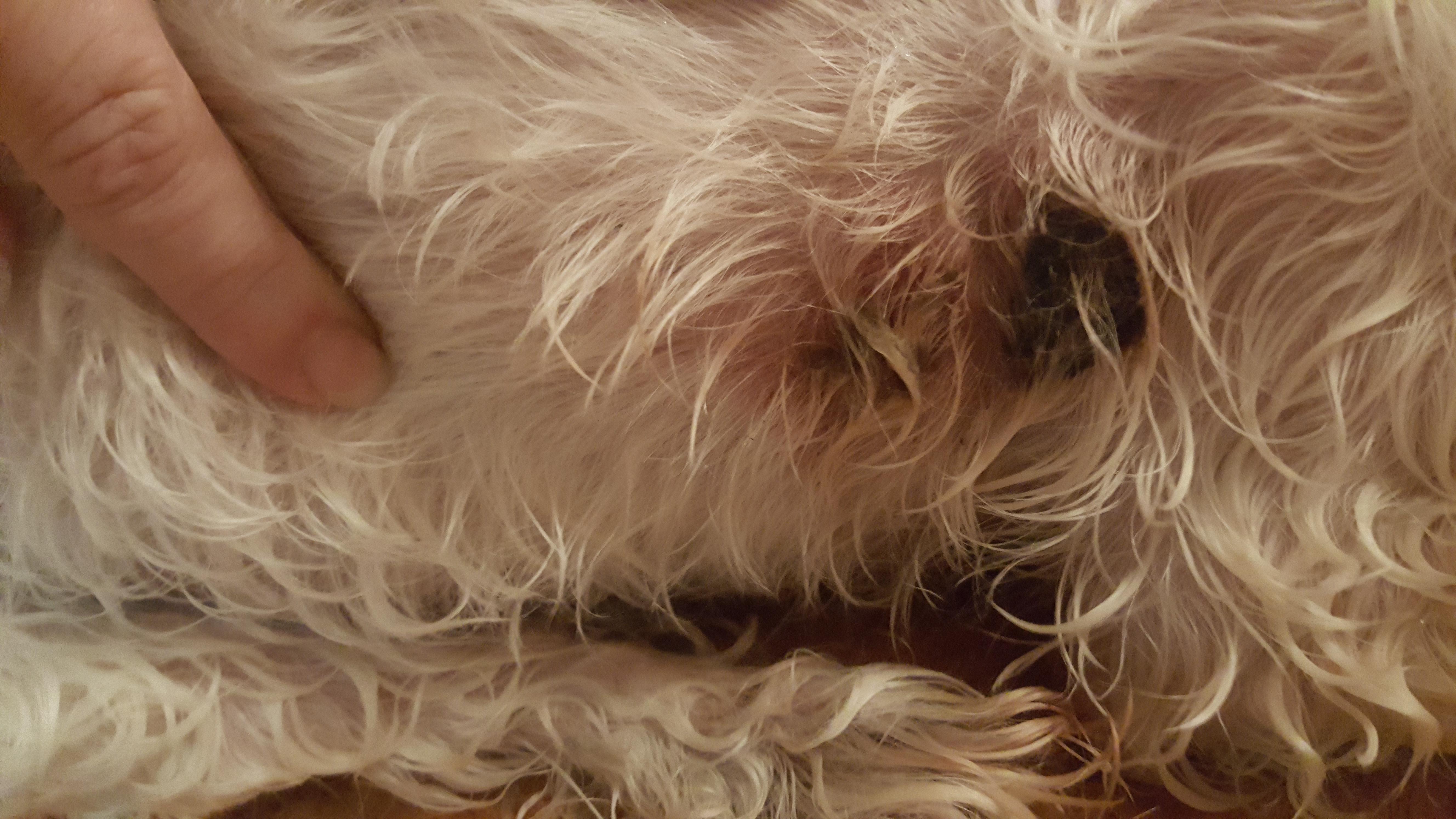 Senior Maltese has fleas & spreading skin sores. Is it serious? | Petco