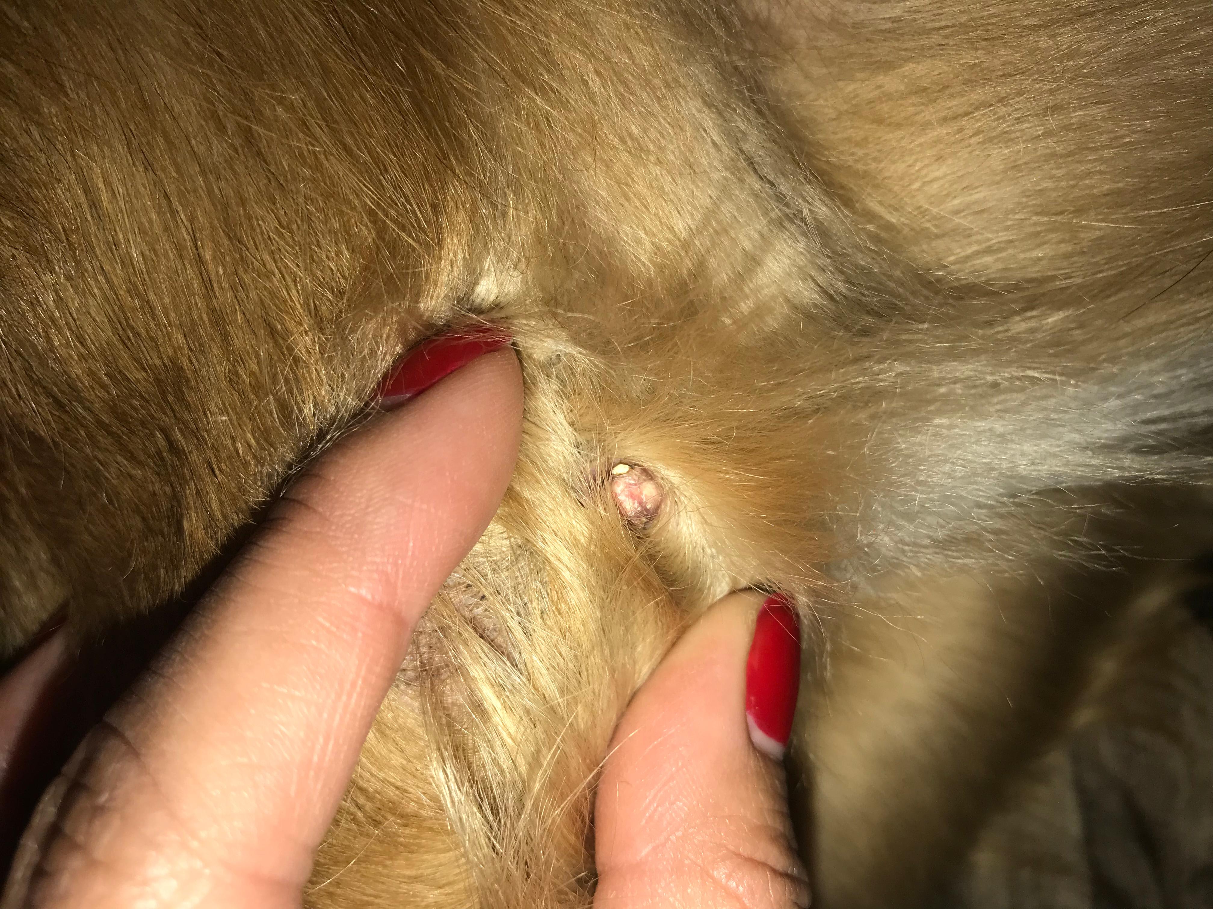 My dog has bumps on elbow & paw. What are they? Vet visit? | Petco