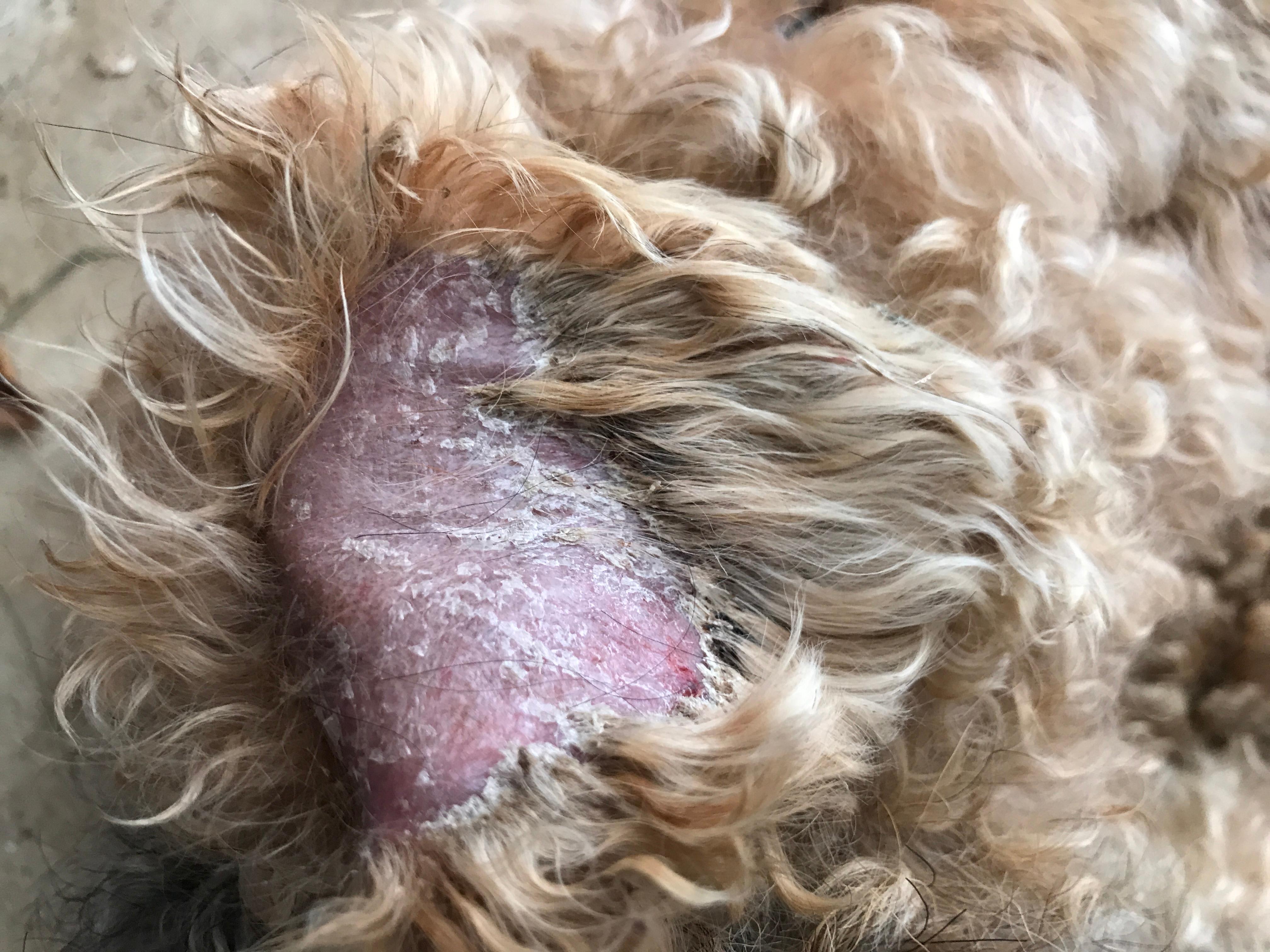 Is Prednisone Causing Your Dog's Dry Skin & Hair Loss on Ears? | Petco
