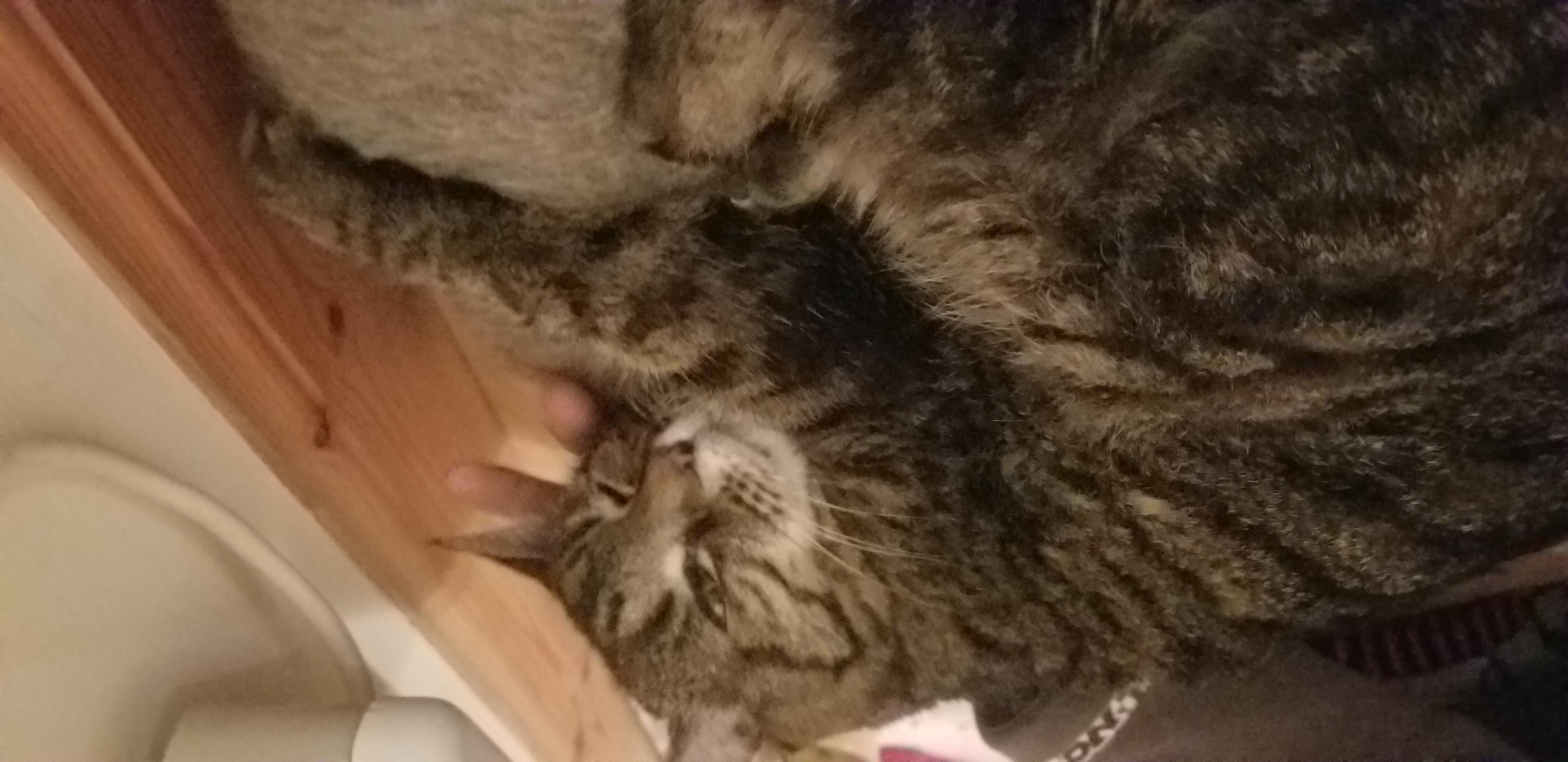 Old Cat Not Eating, Drinking, Sleeping, & Breathing Weird? | Petco