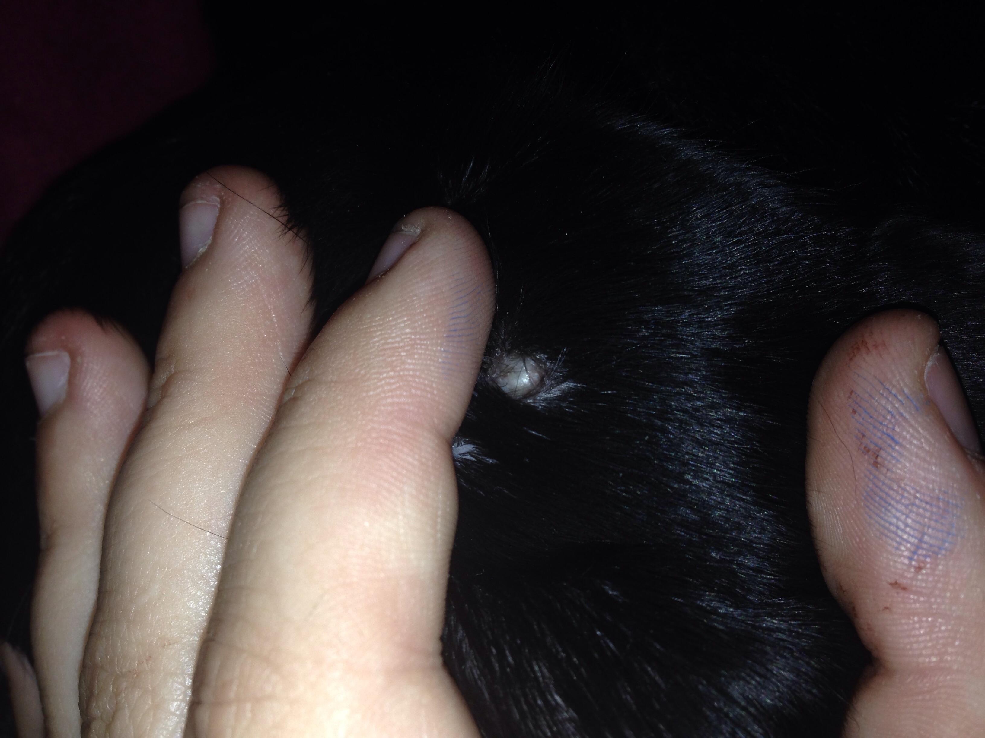 My dog has a hard small lump on her right ear. What should I do? | Petco