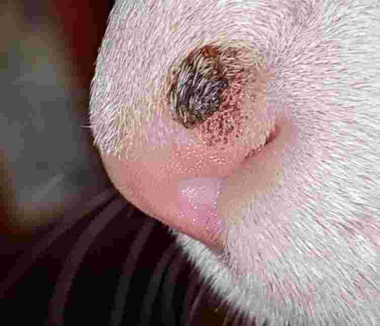 My White Cat Has a Black Scab on Her Nose. Is it Solar Dermatitis? | Petco