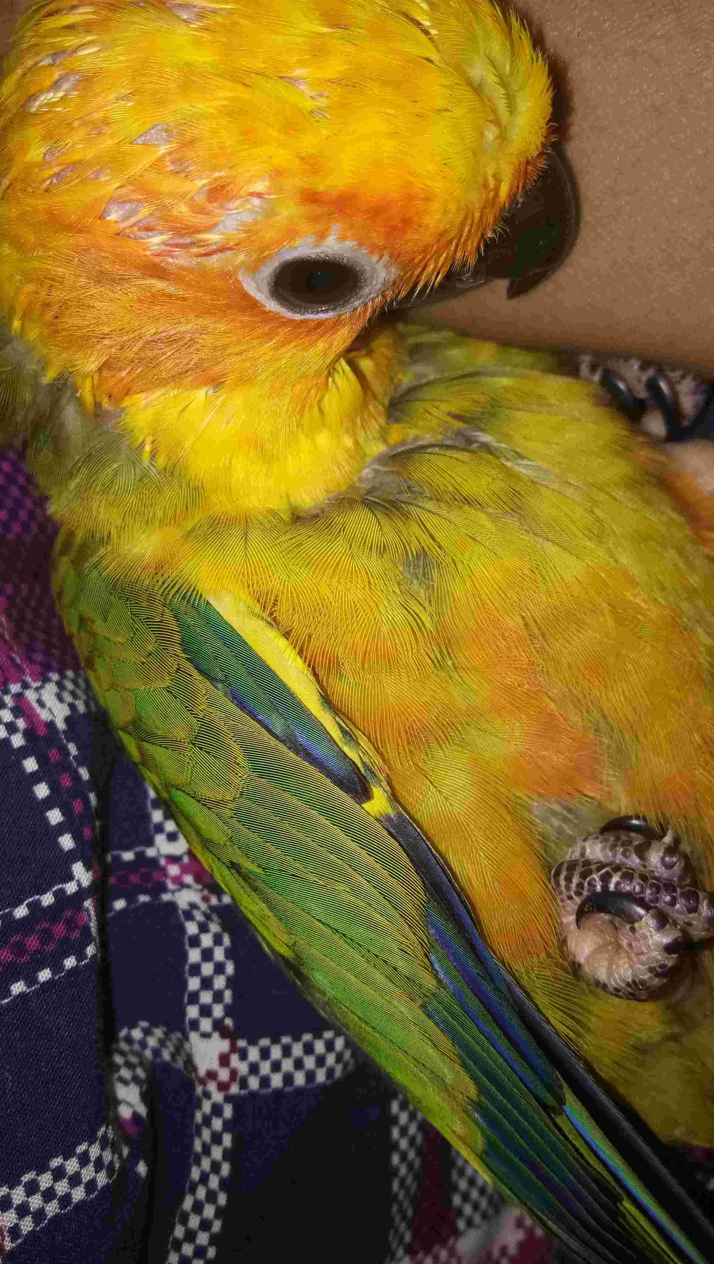 Why Won't My 4-Month-Old Sun Conure Eat Solid Food By Himself? | Petco
