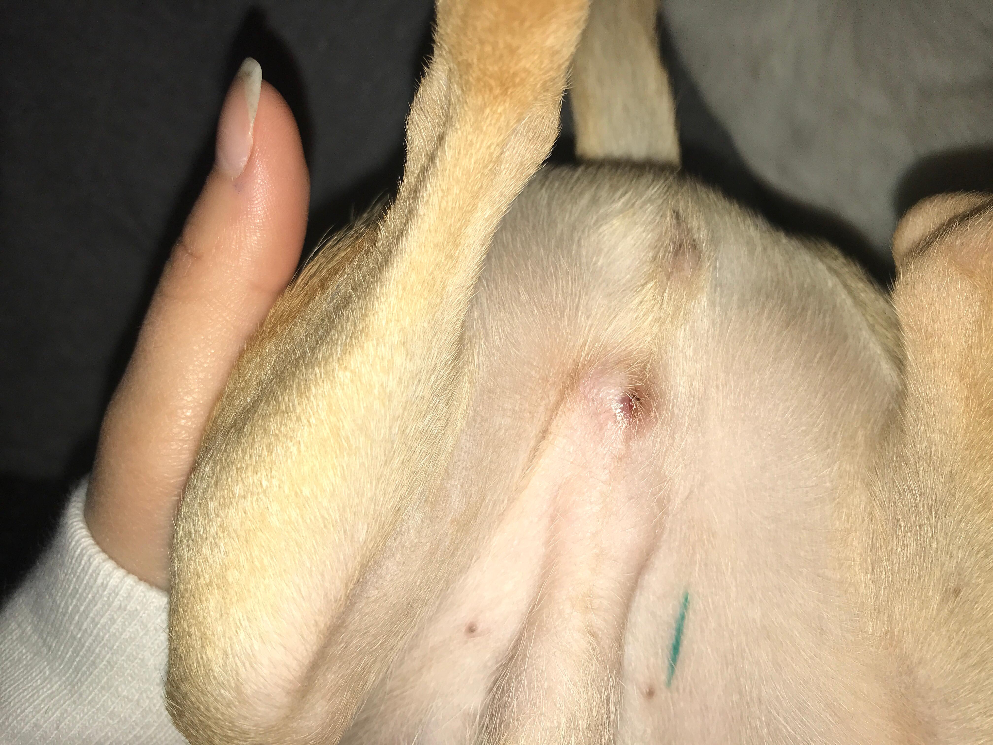 Dog's Neuter Incision Infected & Diarrhea? Call a Vet? | Petco