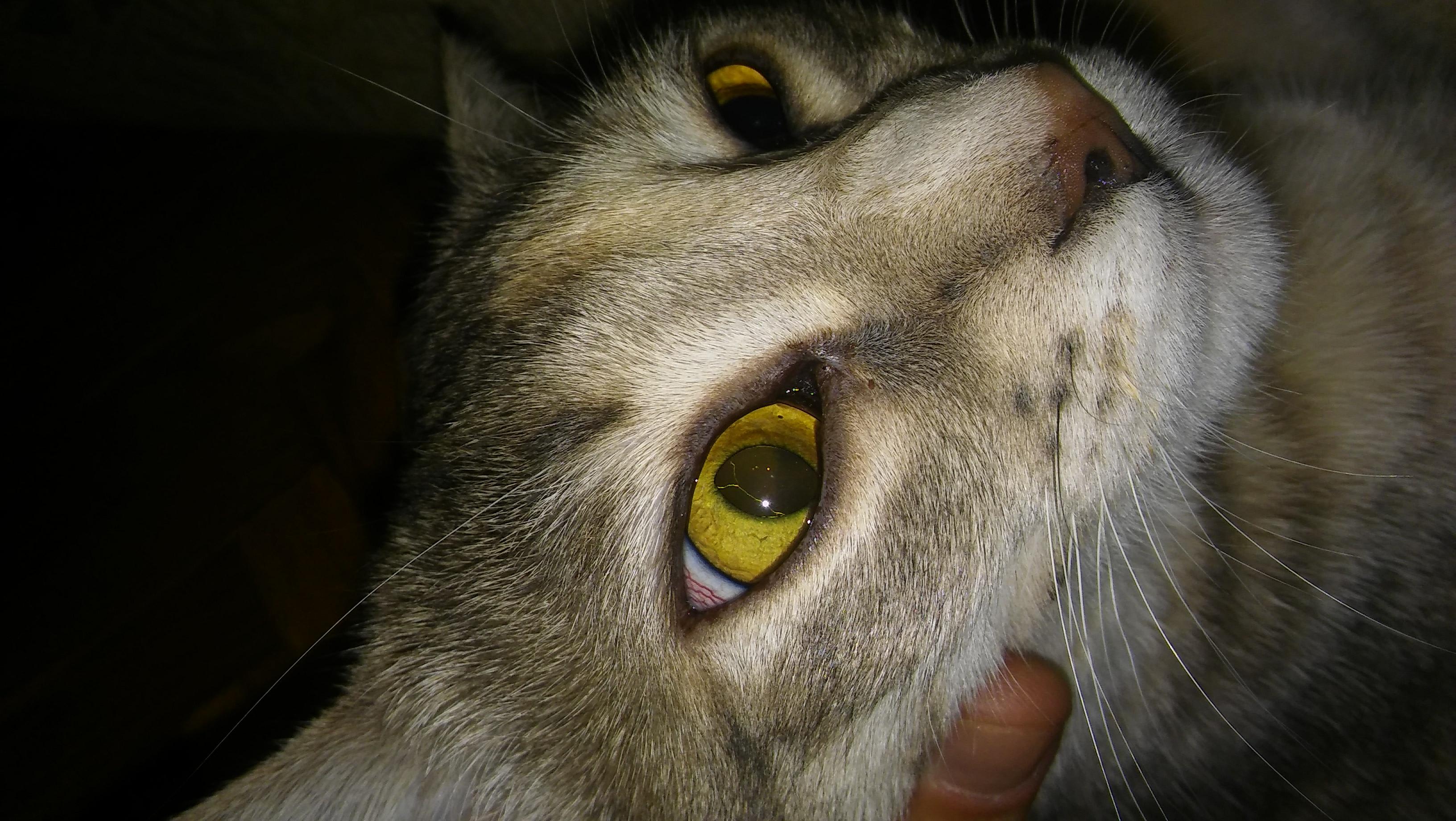 My Cat's Pupil Looks Scratched, No Symptoms. What Is It? | Petco