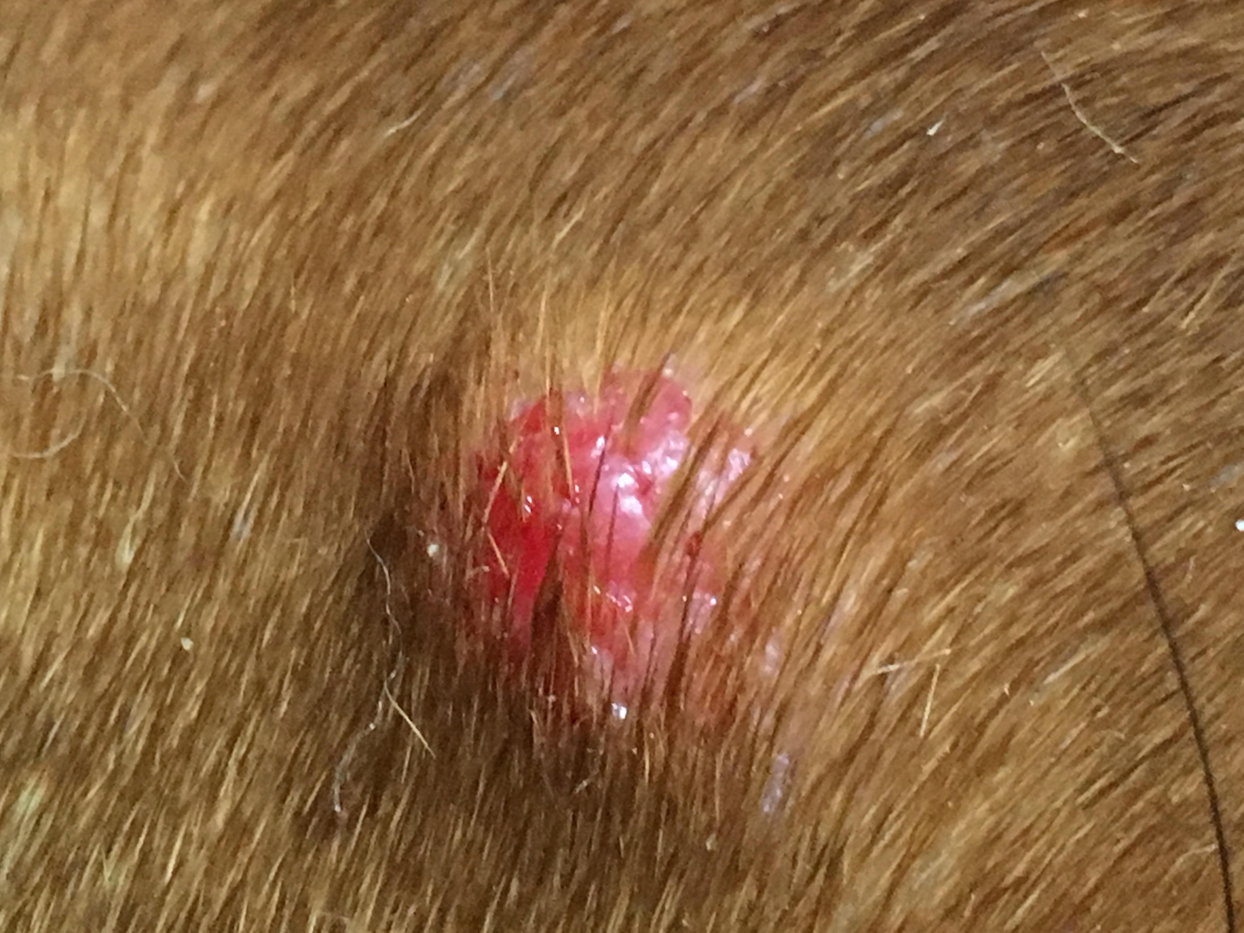 My dog has a hard, scabbed, bleeding sore on his cheek. What to do? | Petco