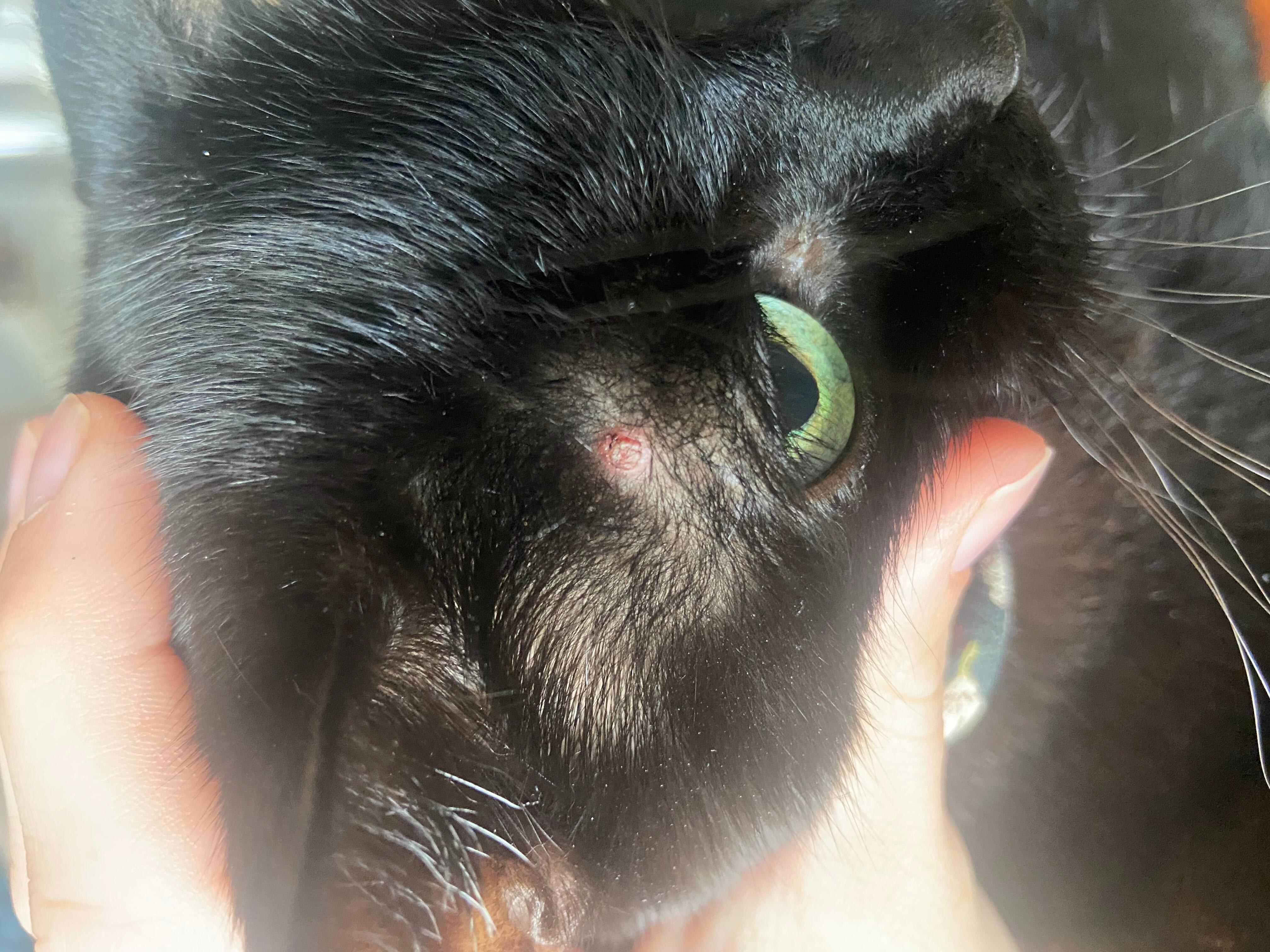 My cat has a red bump like a pimple. Does she need a vet? | Petco