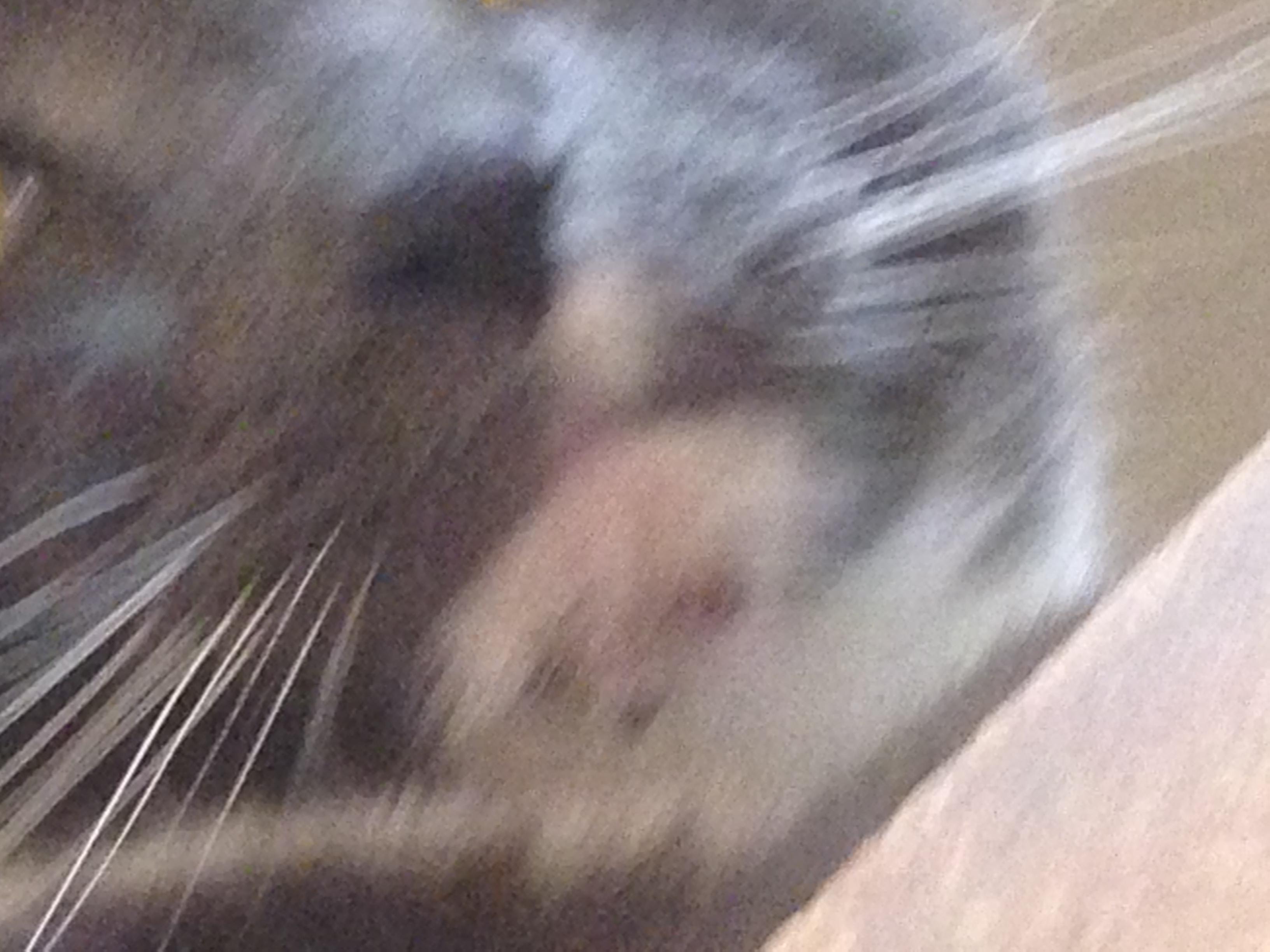 Cat Chin Black Spots, Hair Loss, Bleeding? Treat Cat Acne | Petco