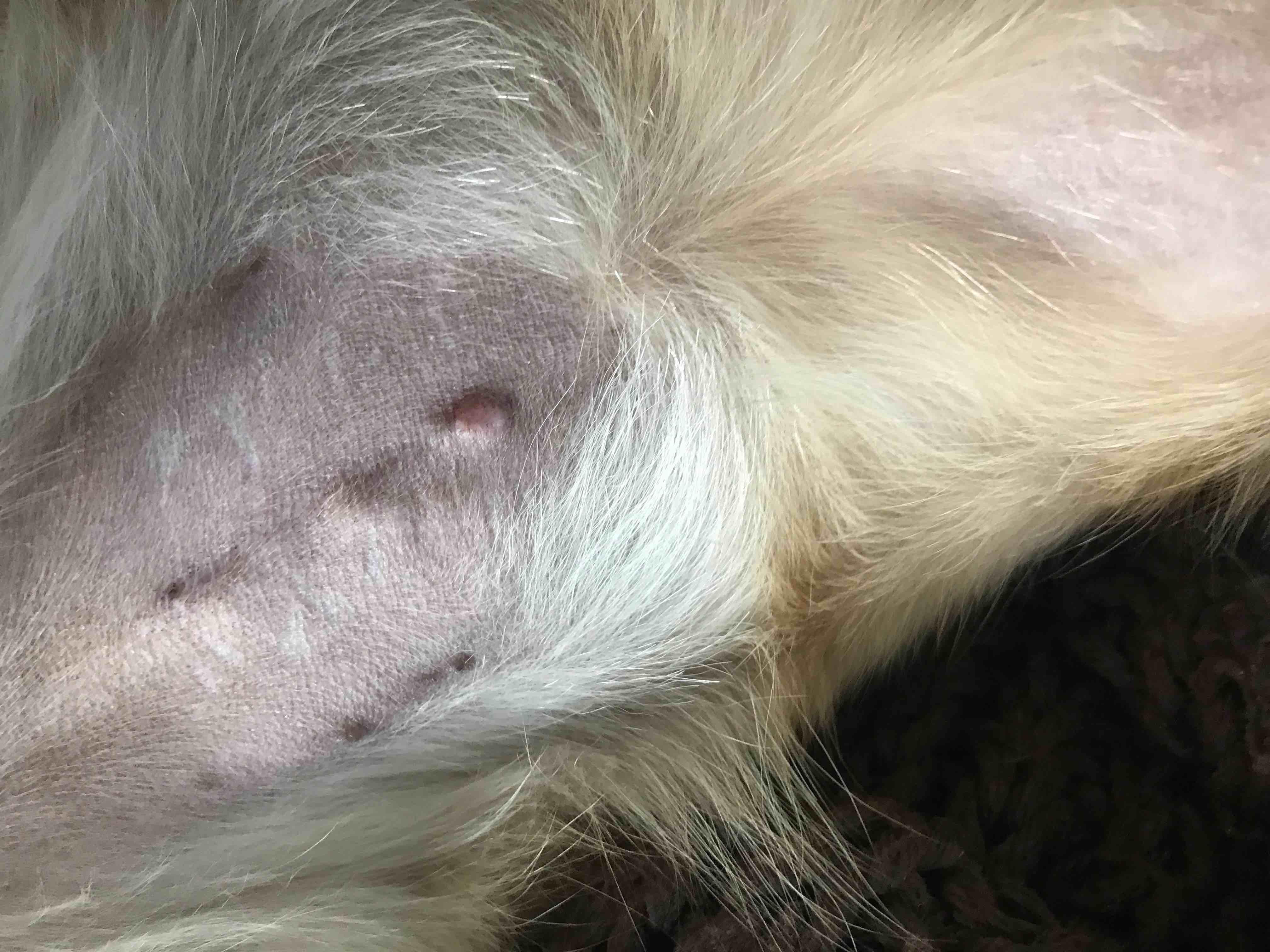 Why is there a lump on my dog's spay incision after surgery? | Petco