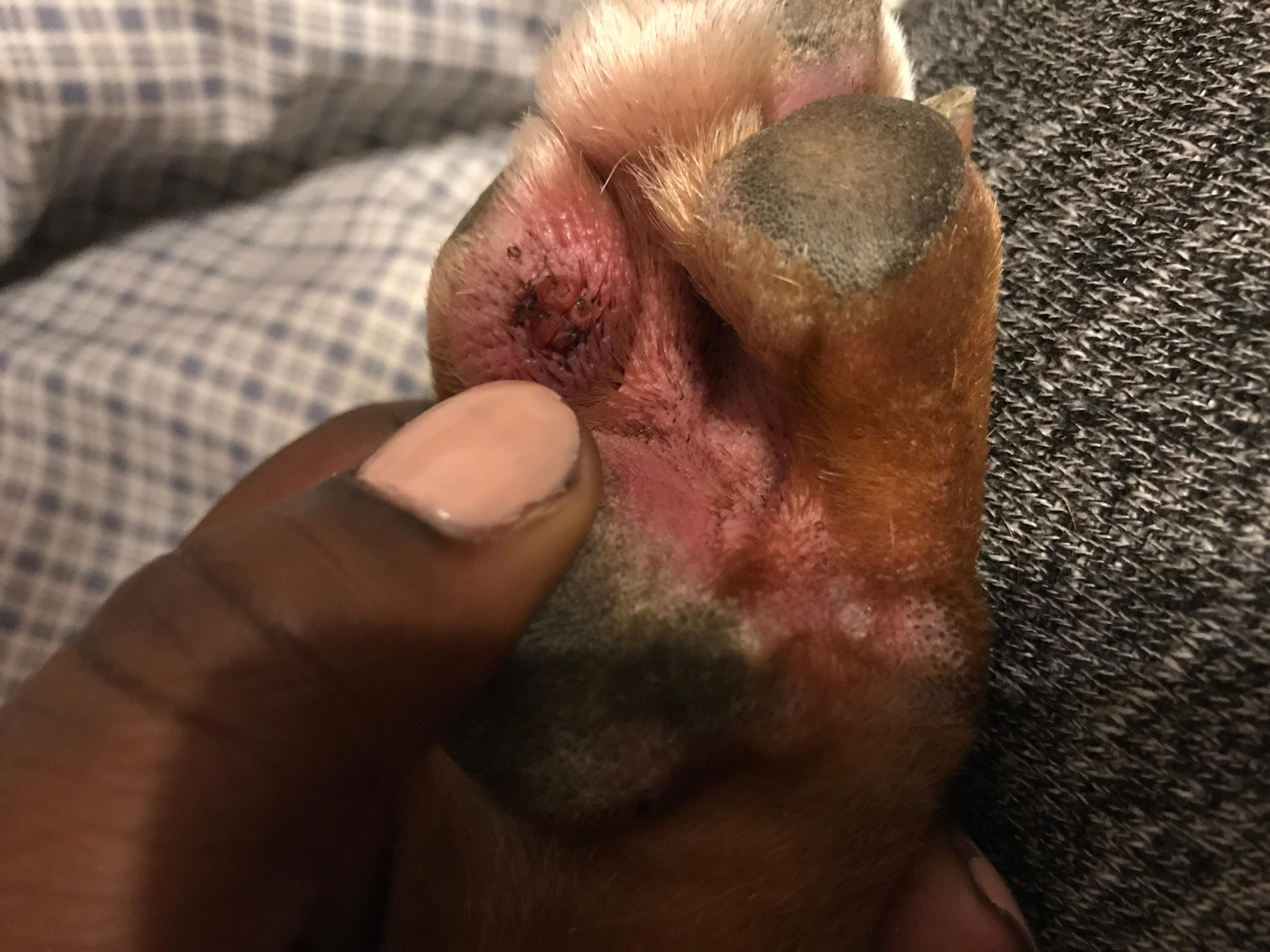 My dog has a bleeding paw lesion. Is Paw Guard effective? | Petco