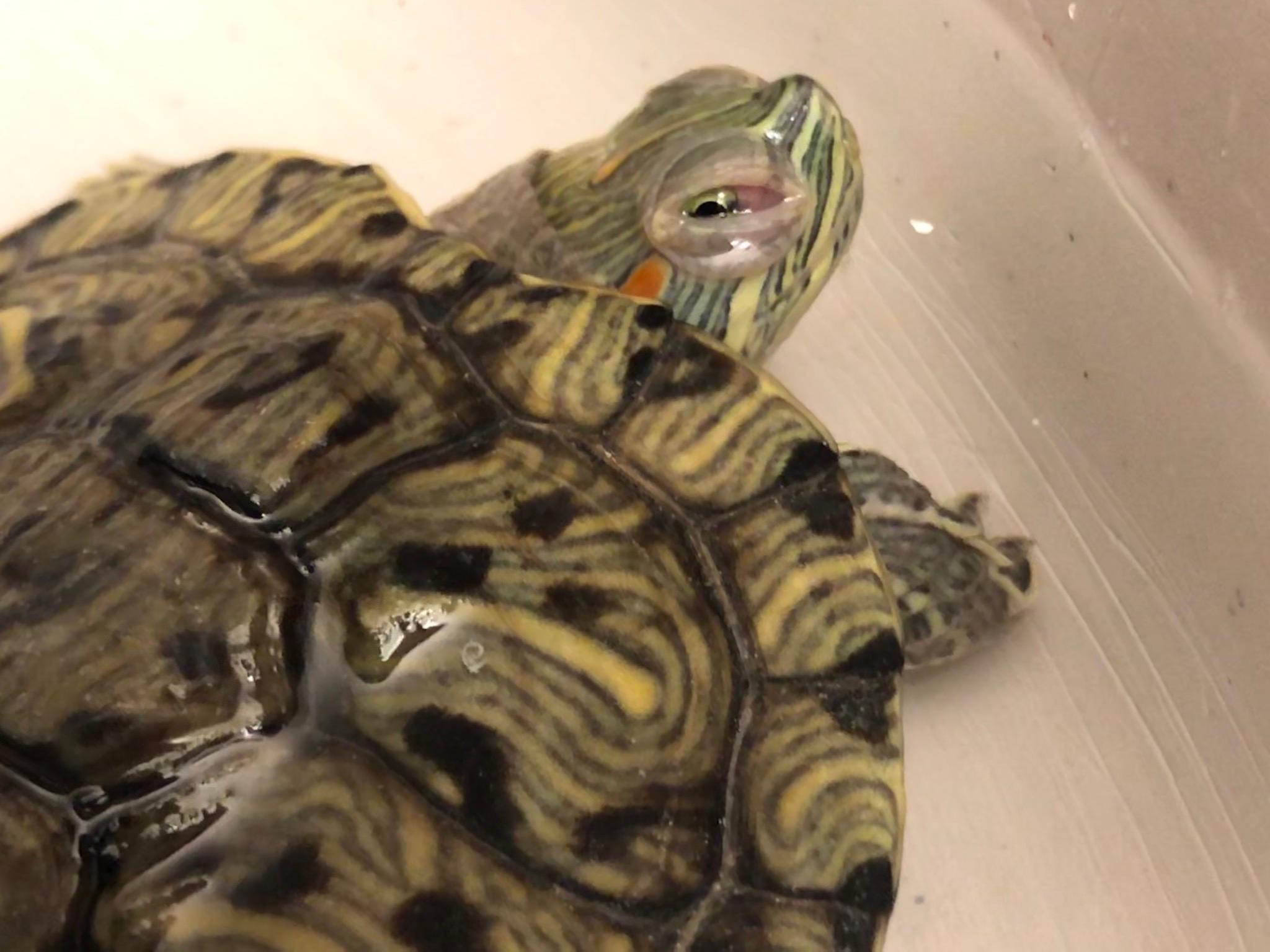 How to Fix Your Turtle's Swollen Eyes? Is Bad Water the Cause? | Petco