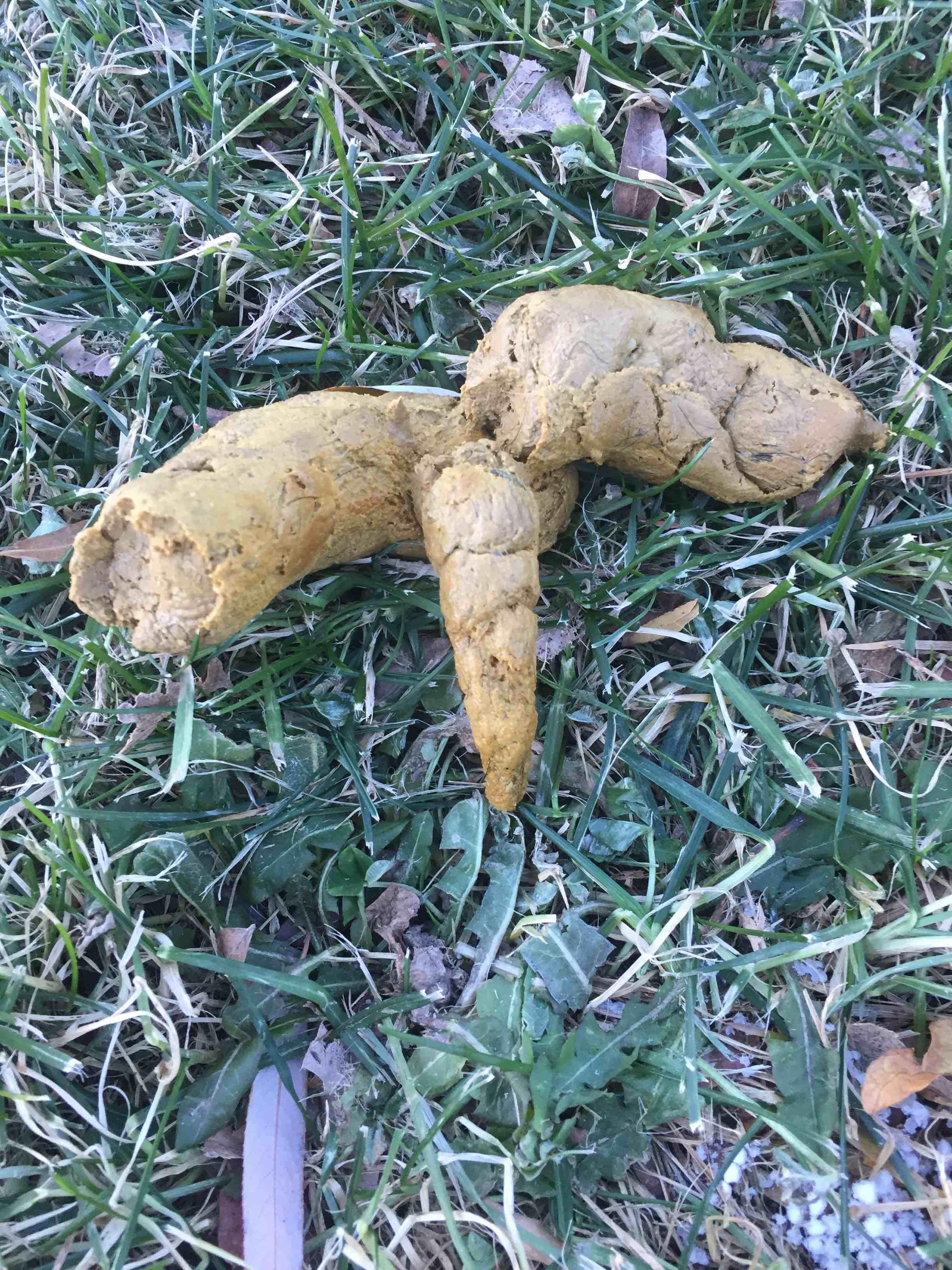 My dog's poop is still abnormal after antibiotics. What to do? | Petco