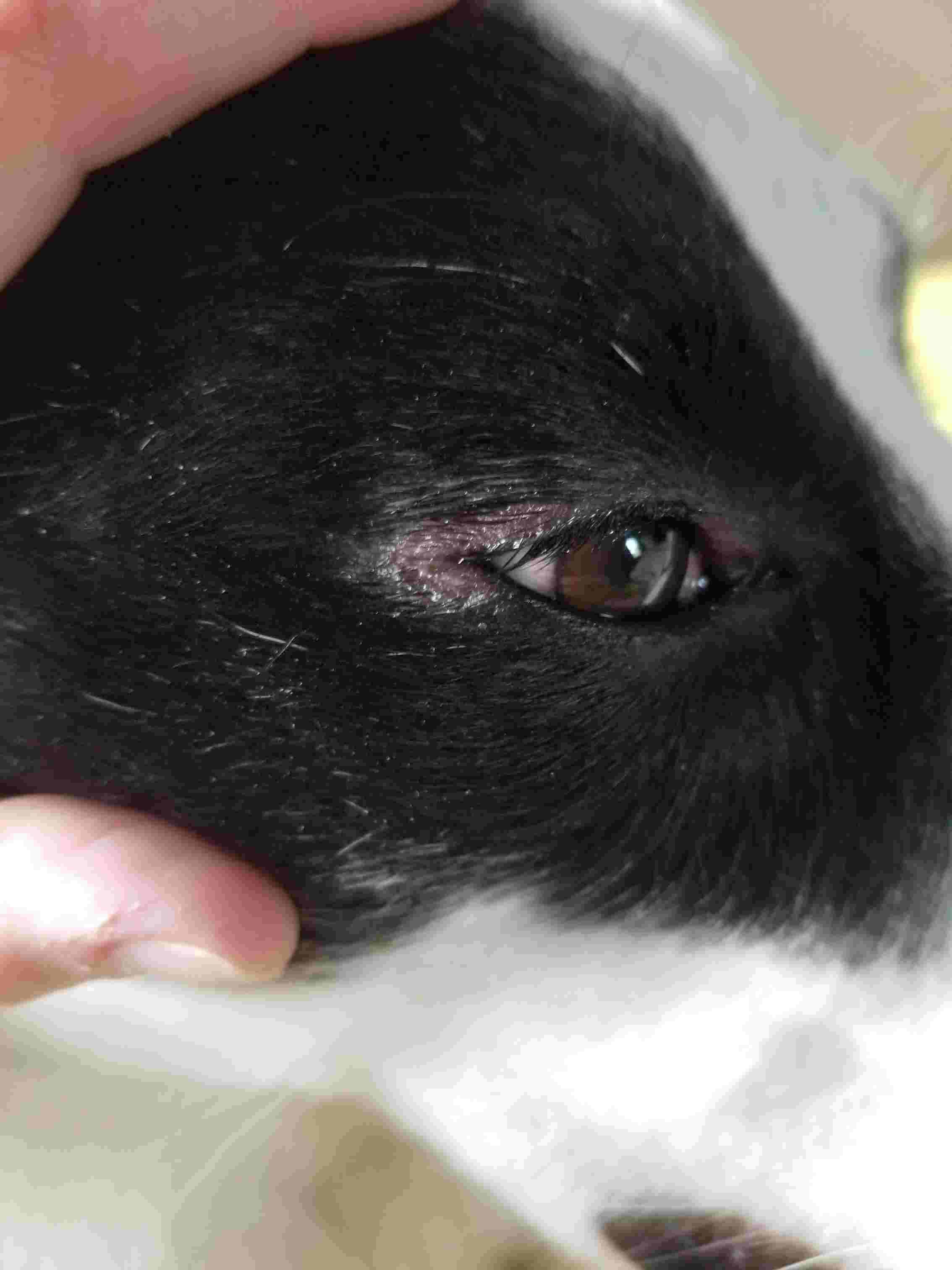 My Dog Has Sudden Green Eye Discharge. Should I See a Vet? | Petco
