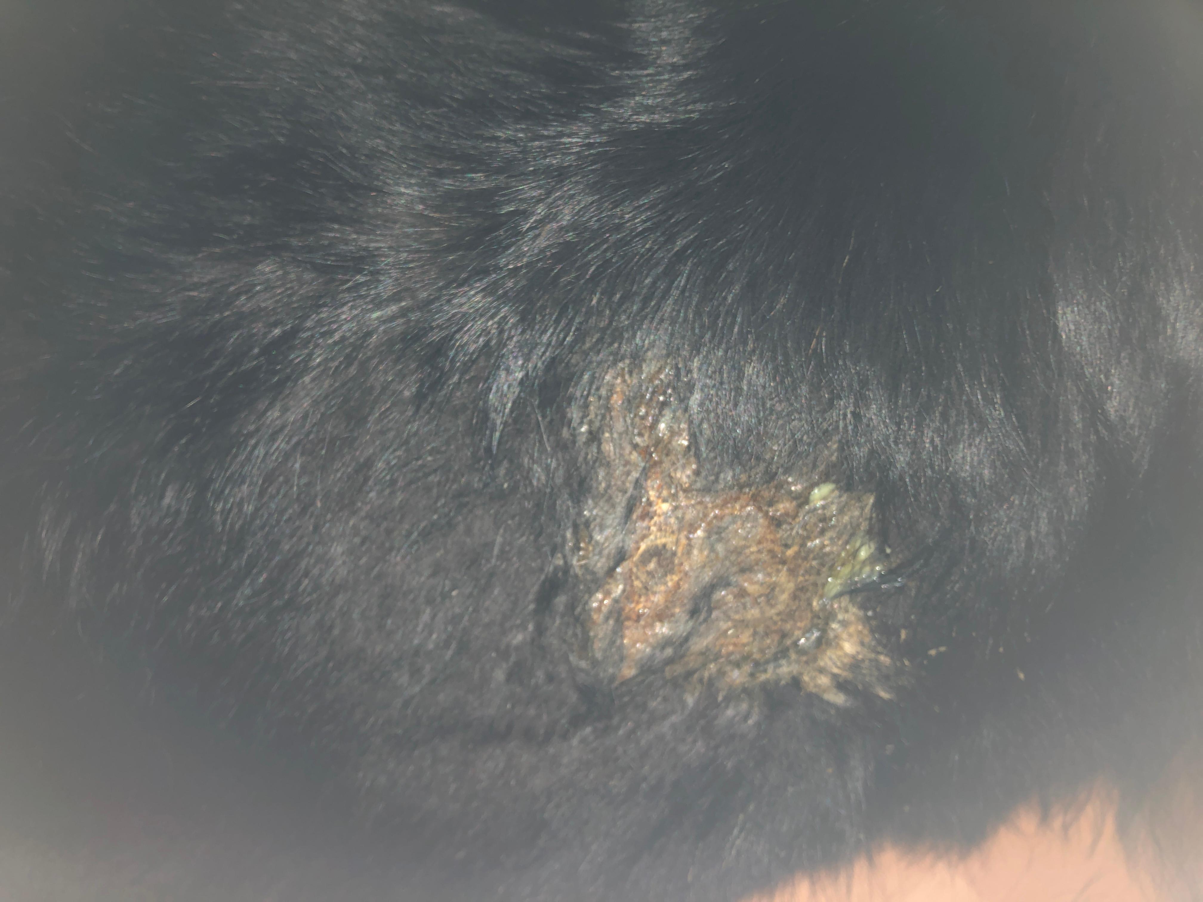 My dog's back scab smells, has green pus, won't heal. What now? | Petco
