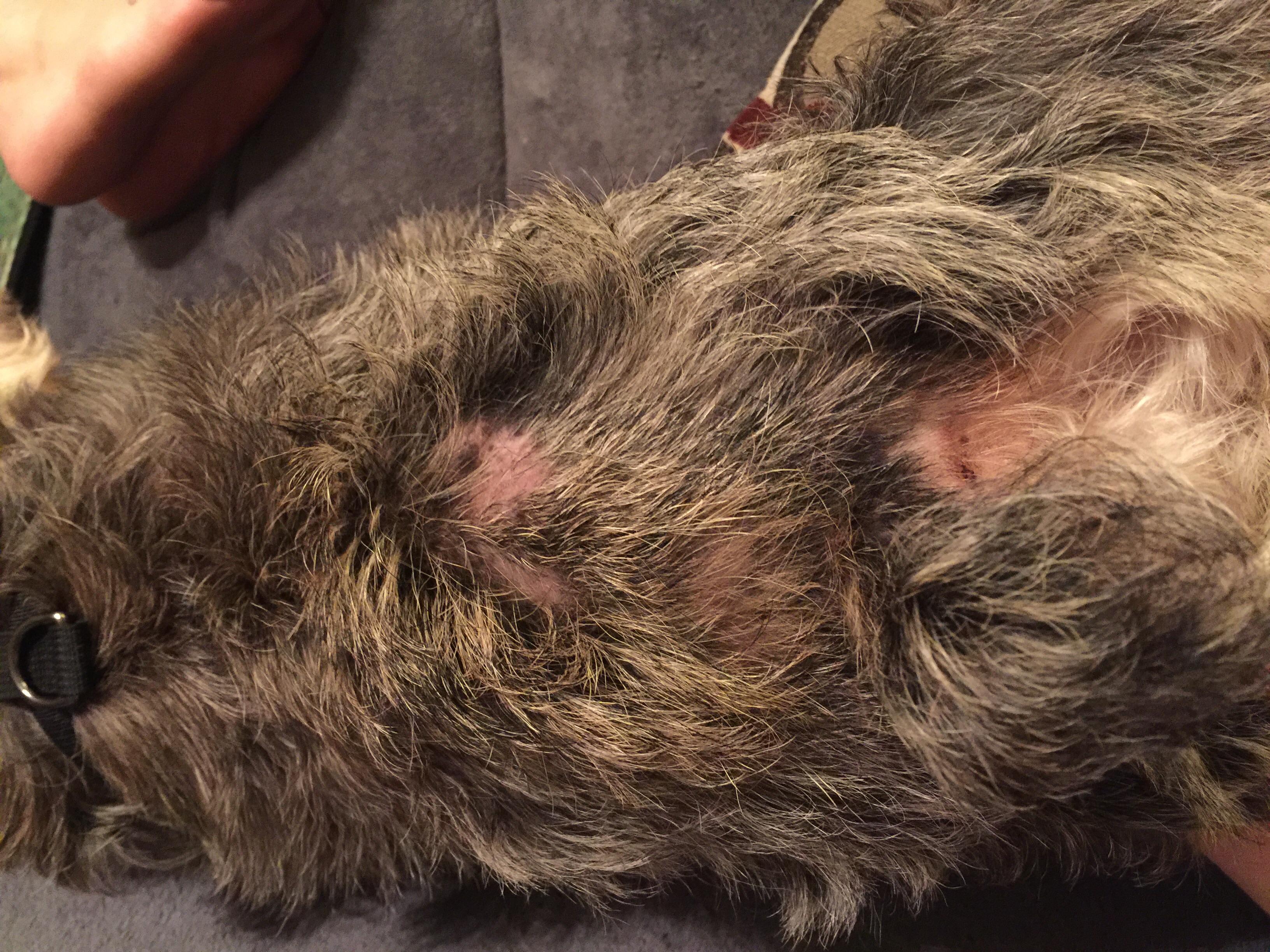 Why does my Schnauzer have pus bumps on her belly and legs? | Petco