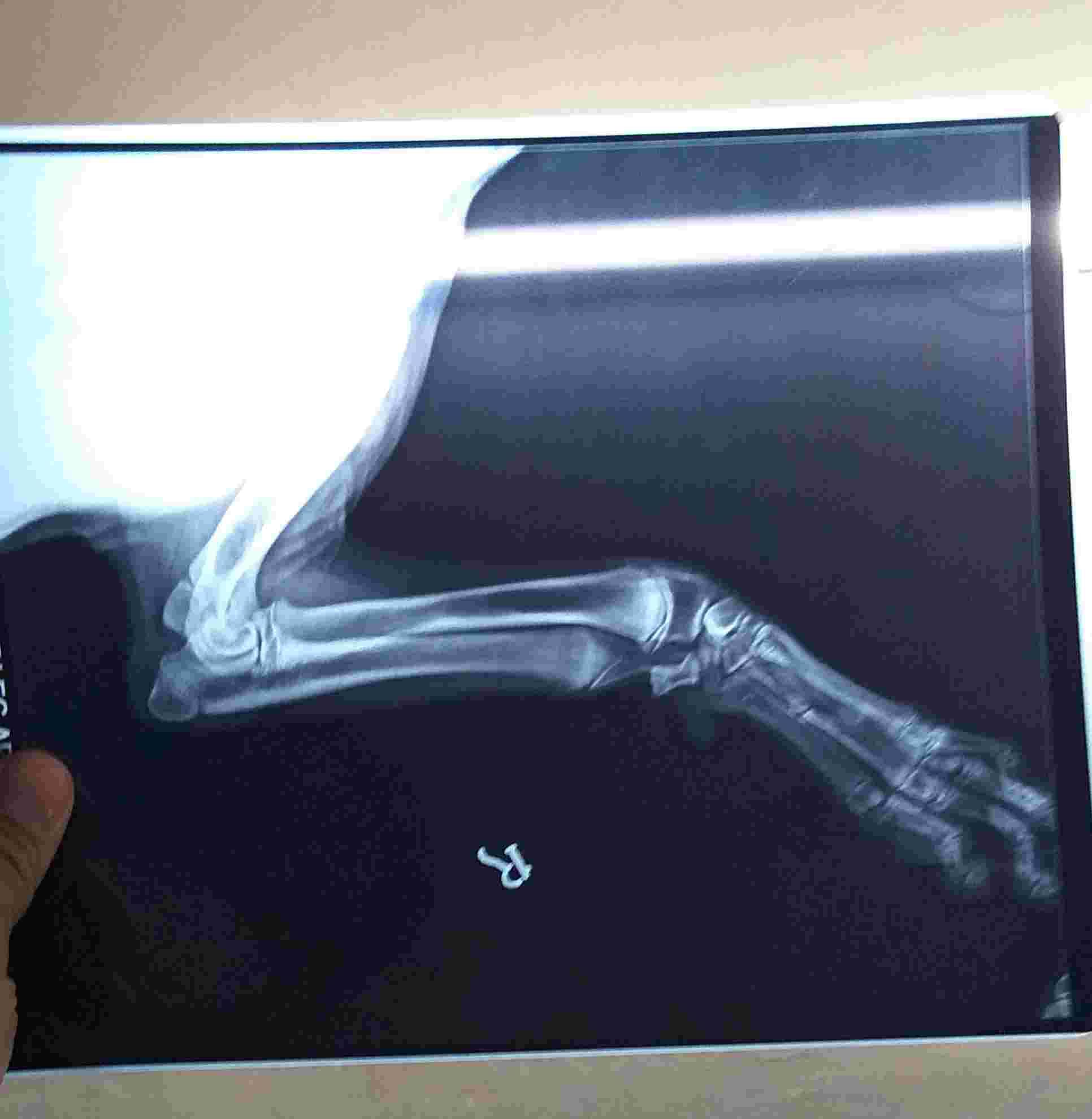 My Dog Has Carpal Valgus: Will Arthritis & Joint Issues Occur? | Petco