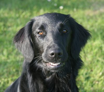 Flat-Coated Retriever Breed Facts and Information