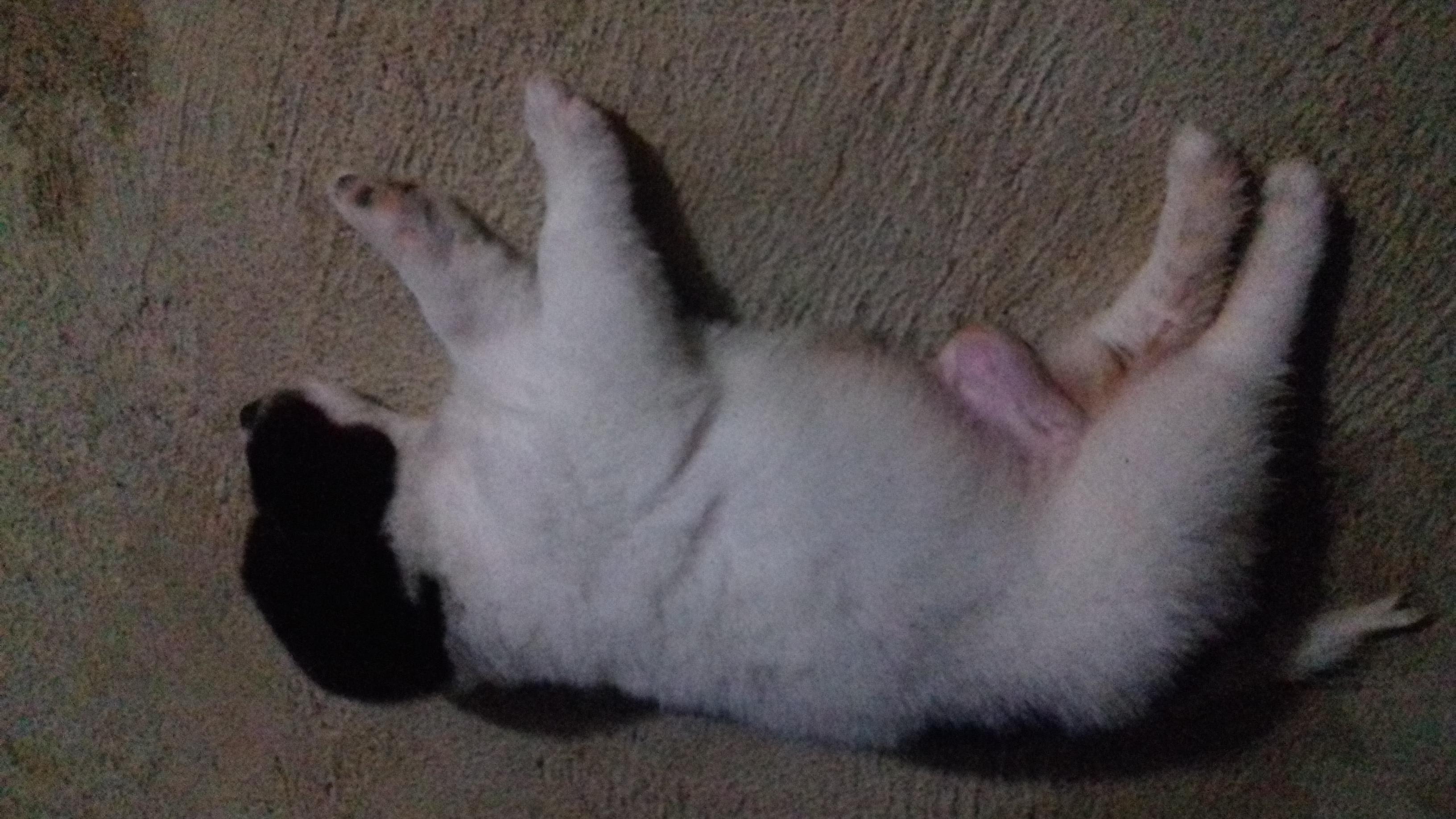 My pets private part was wounded and it swollen. It looks like the ...