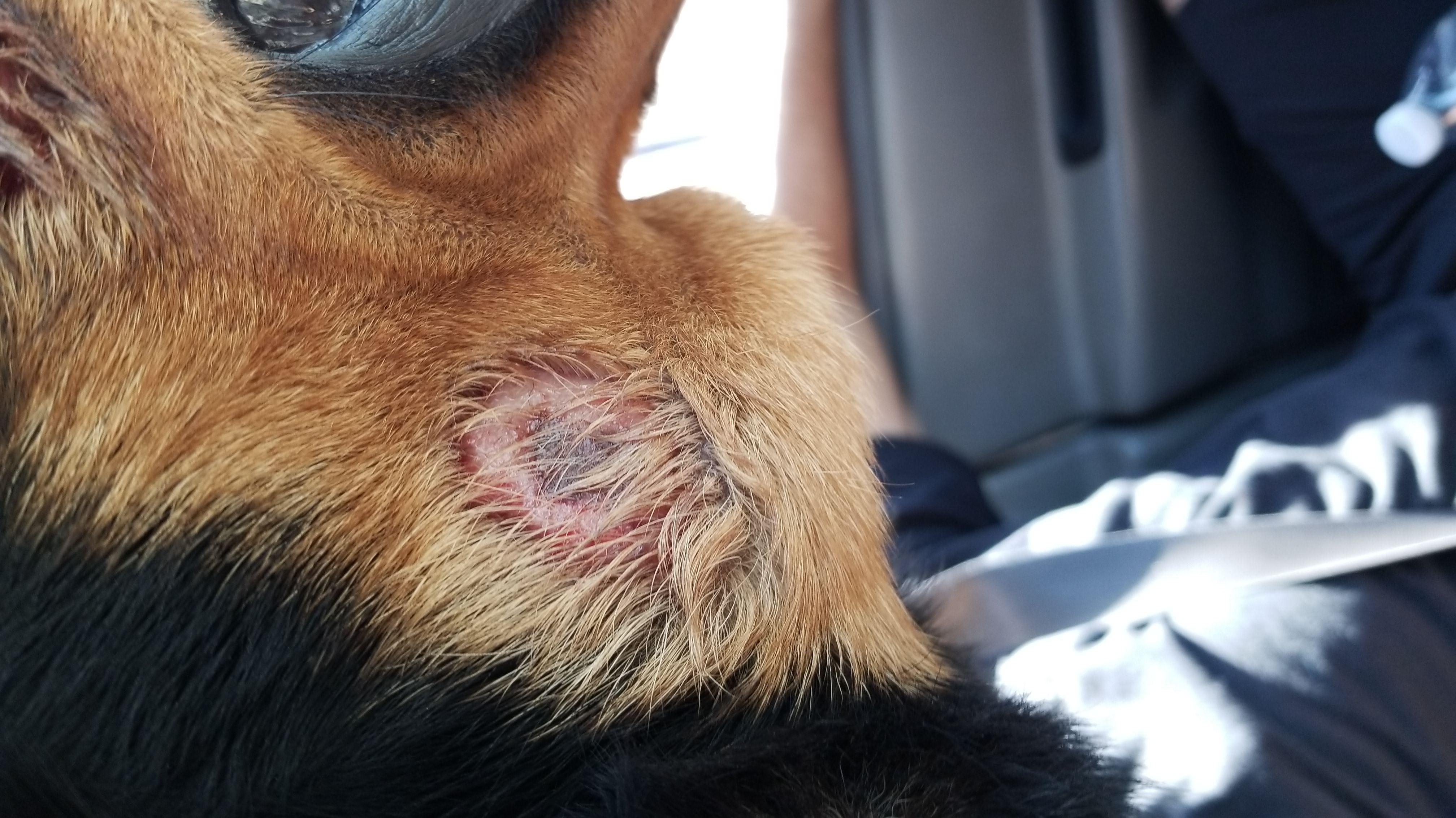My Dog's Raw, Wet Spot: Hotspot or Skin Infection? Get Answers Here | Petco