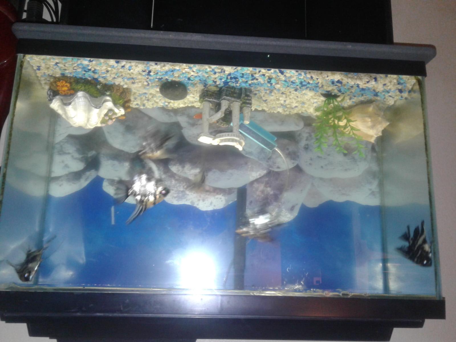 What fish can I add to my angelfish tank for a beautiful look? | Petco