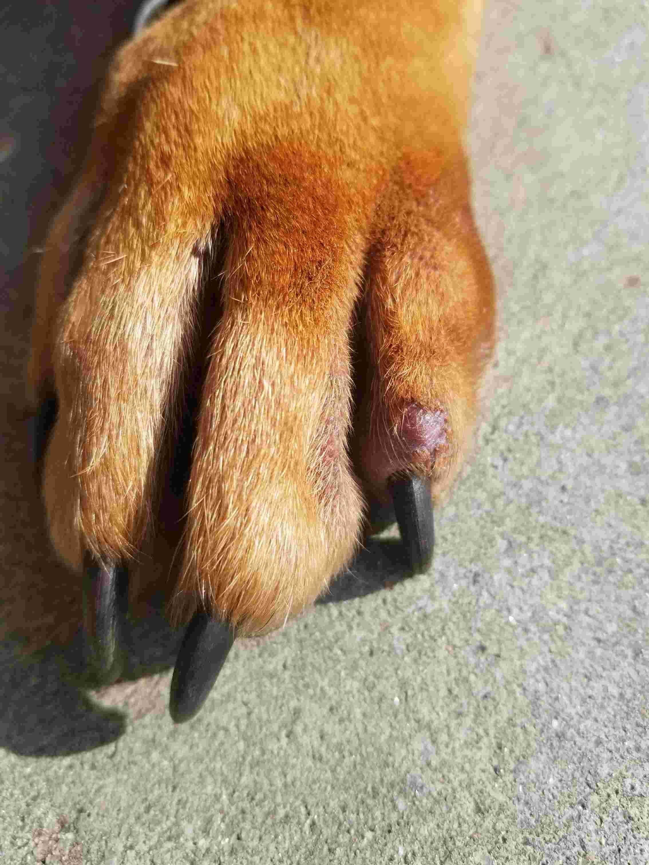 My dog has a painless bump on his toe. What should I do? | Petco