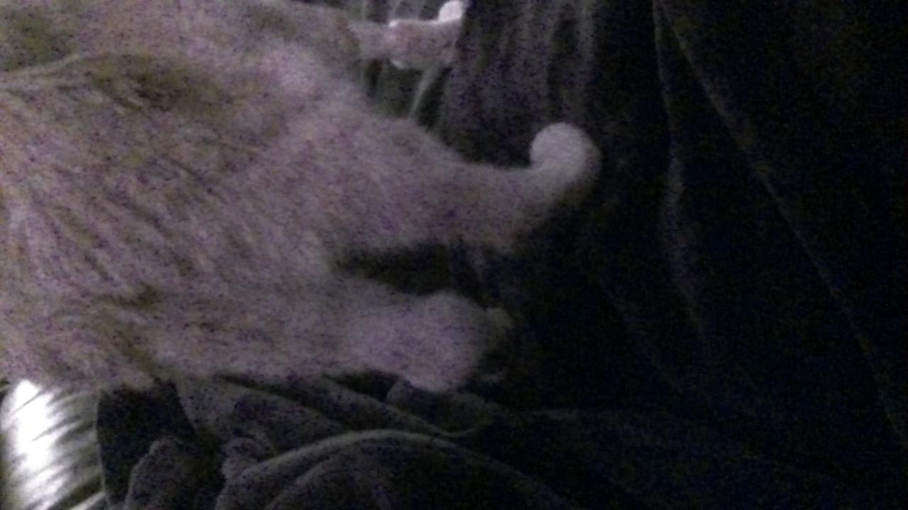 Why is my cat's leg swollen after an abdominal abscess? | Petco
