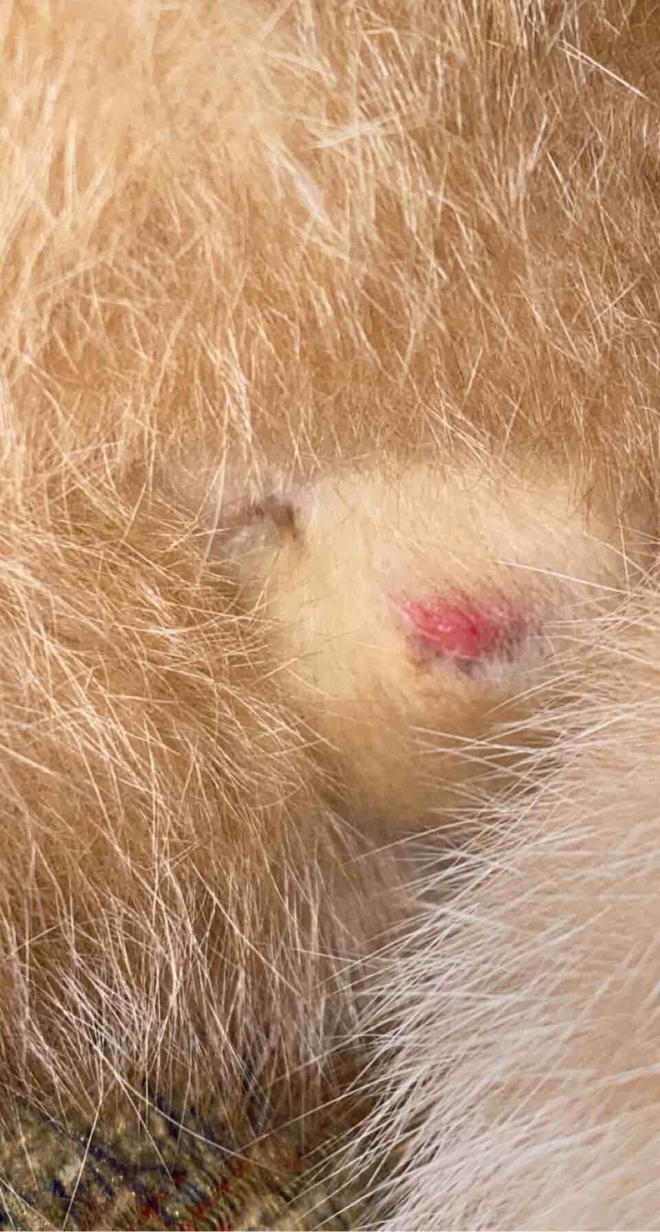 My unneutered cat's testicles are red & irritated. What's wrong? | Petco