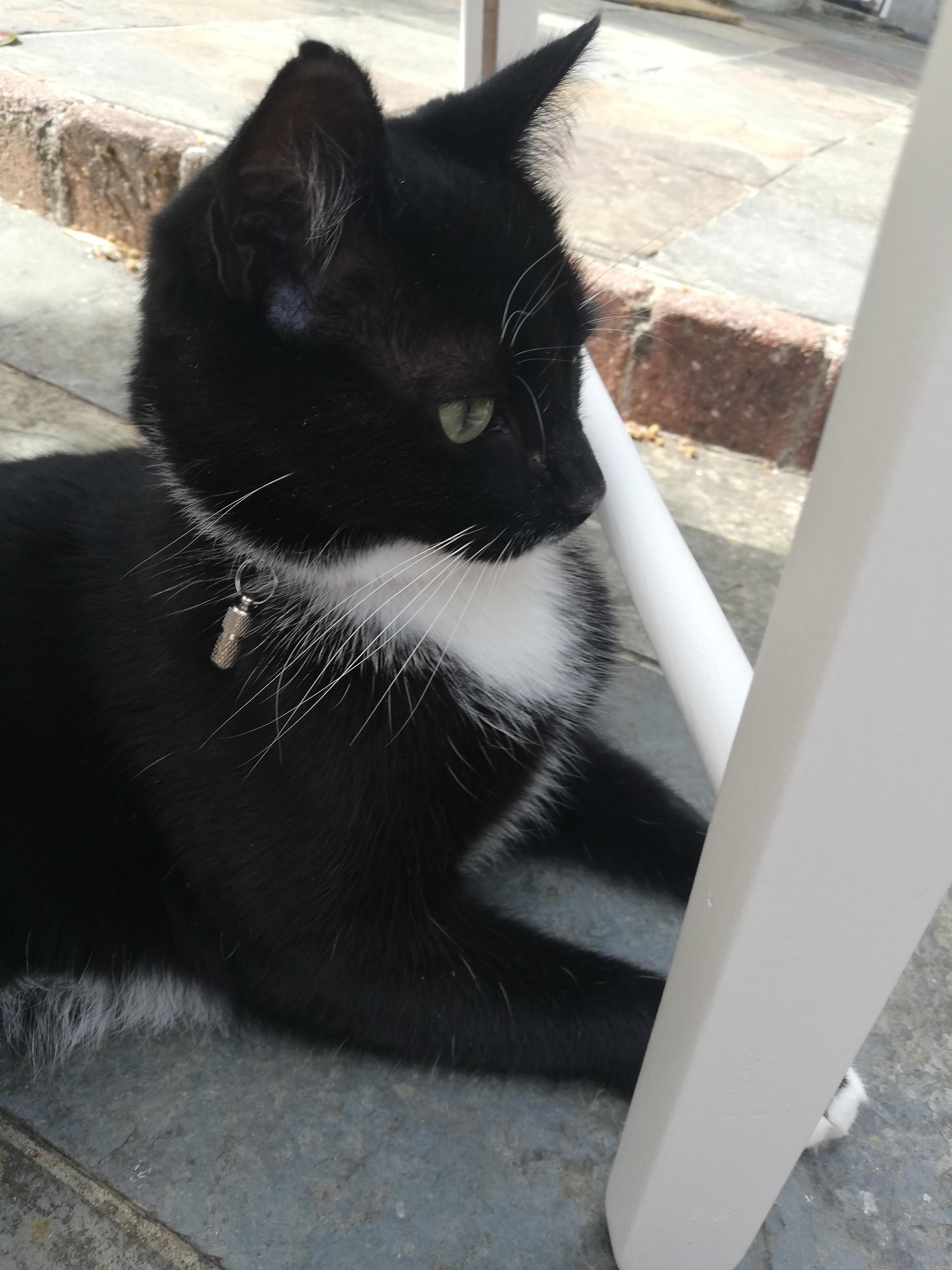 Why is my cat's ear bent, scabbed, and losing fur around the edges? | Petco
