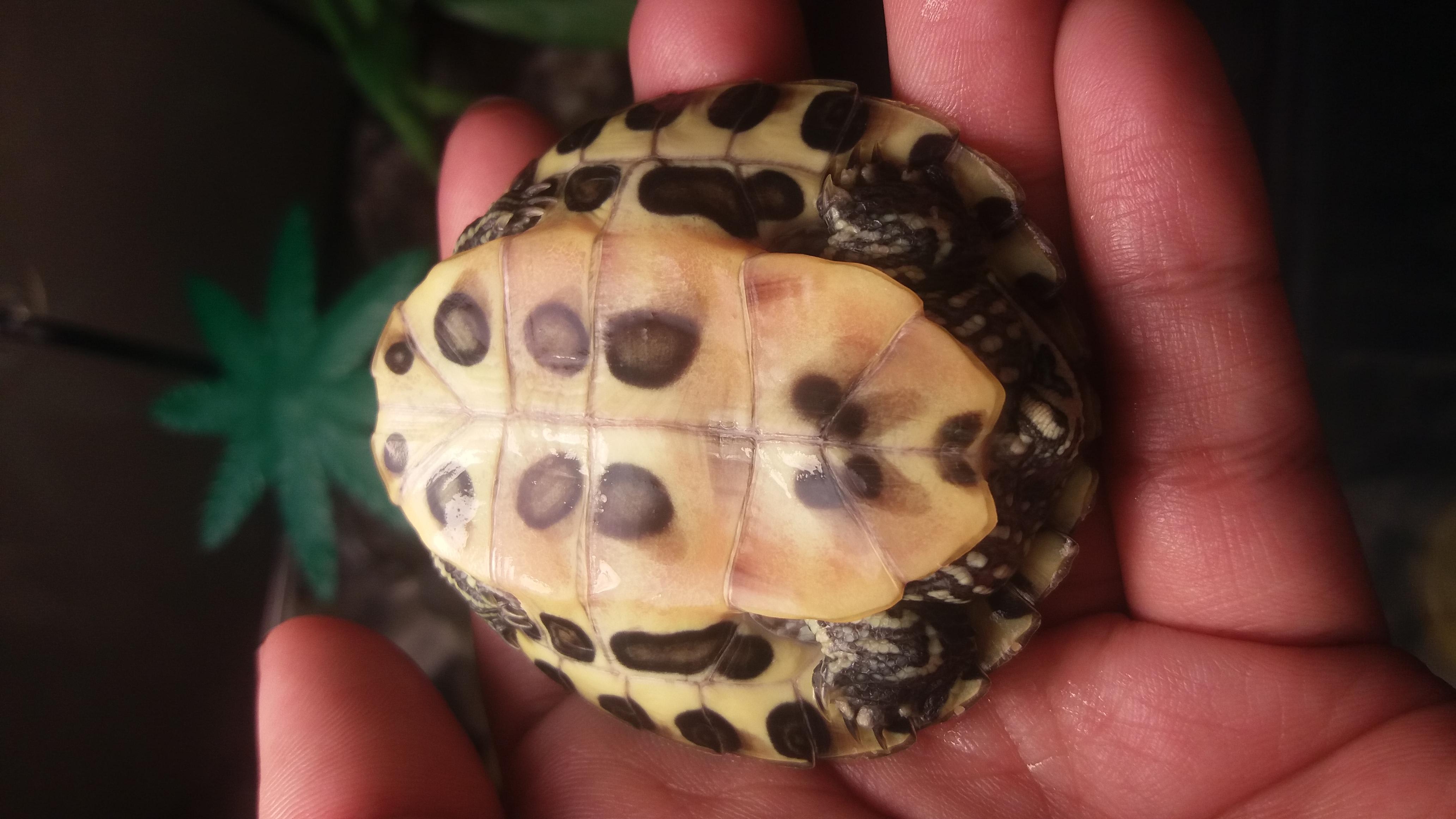 Why Does My Red-Eared Slider Have Retained Scutes & Wavy Shell? | Petco