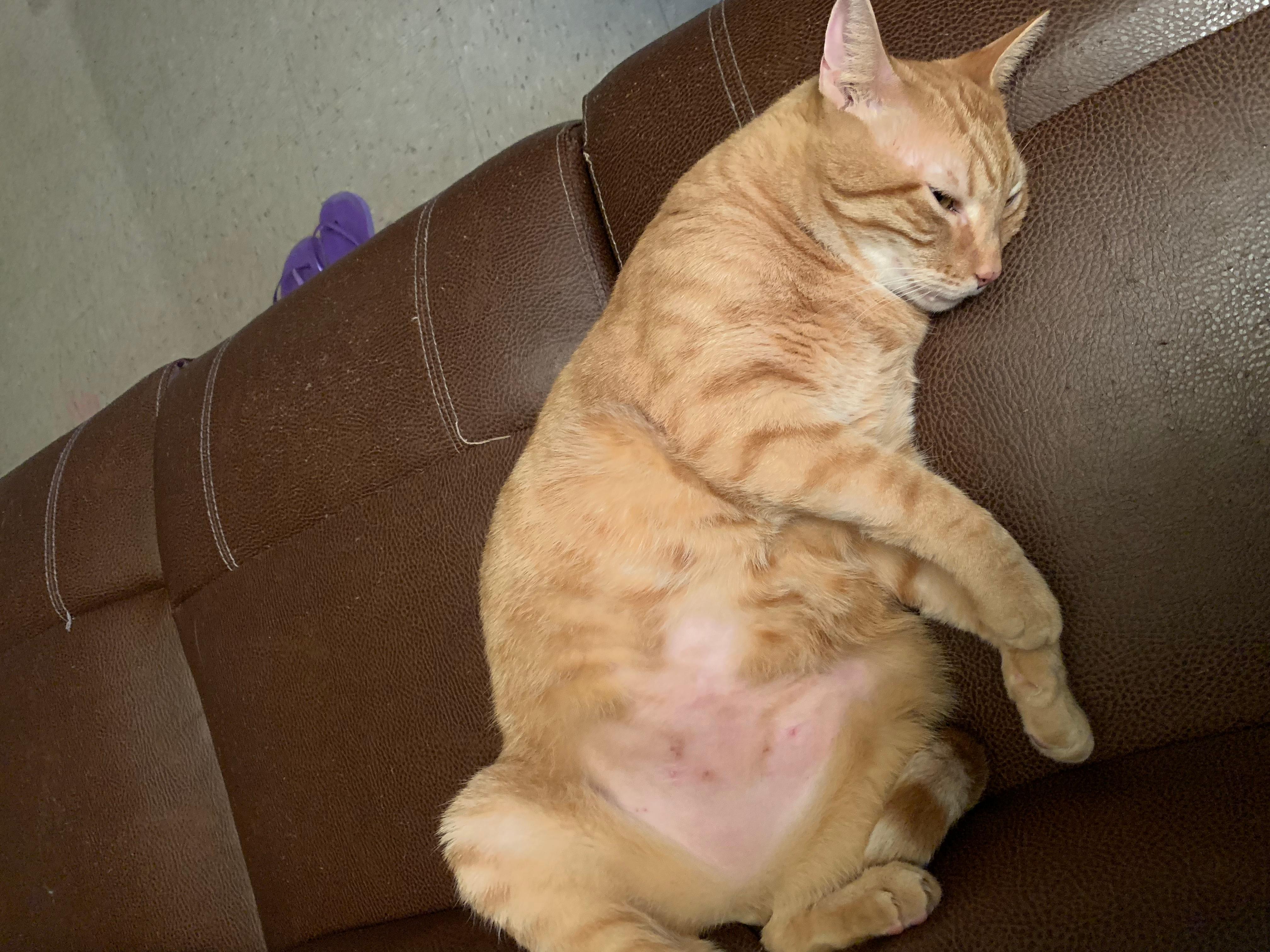 Cat Has a Stomach Lump? What It Is & Should You Worry? | Petco