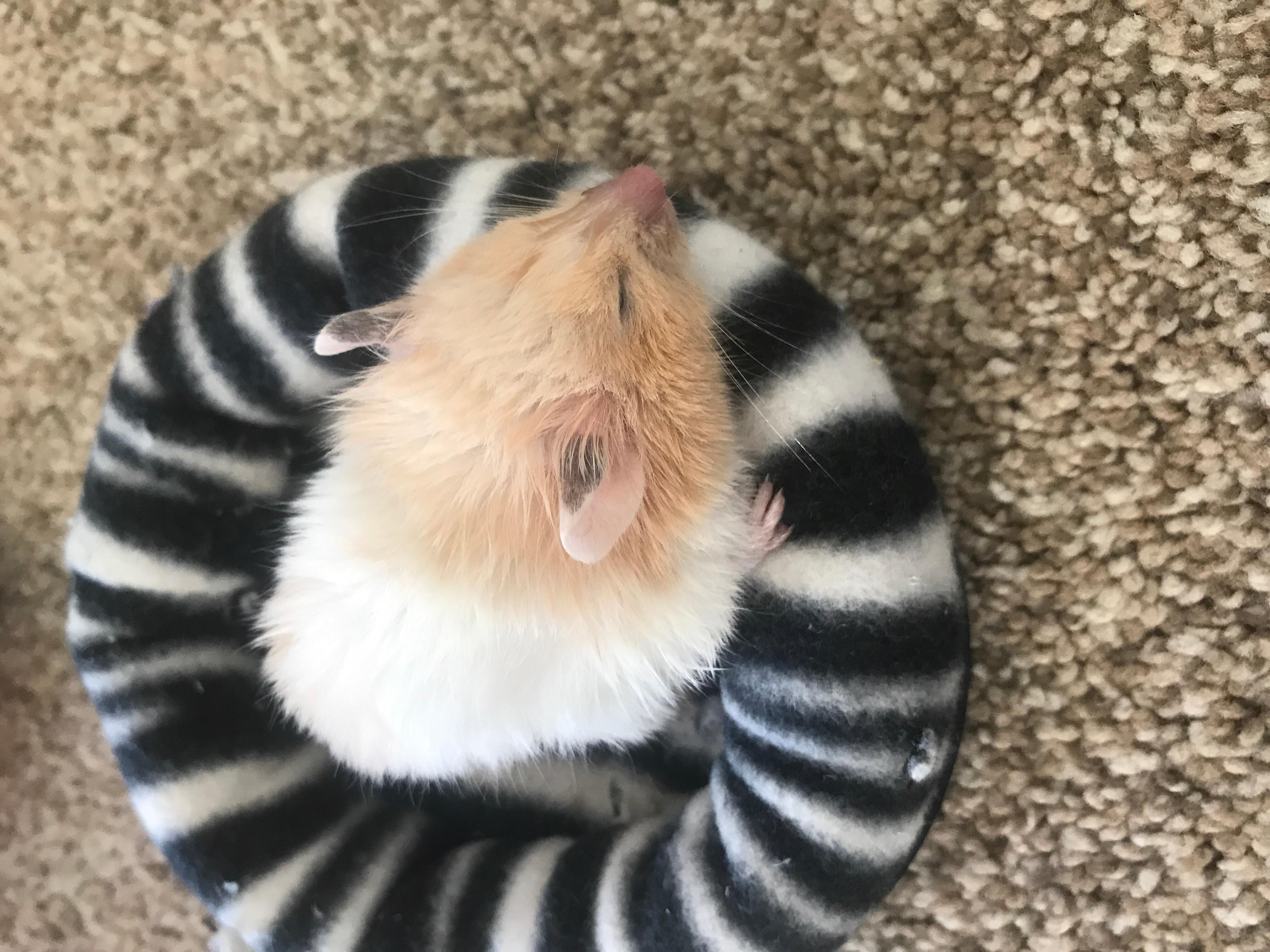 My Hamster is Lethargic, Tired, Dragging Legs. Sick? | Petco