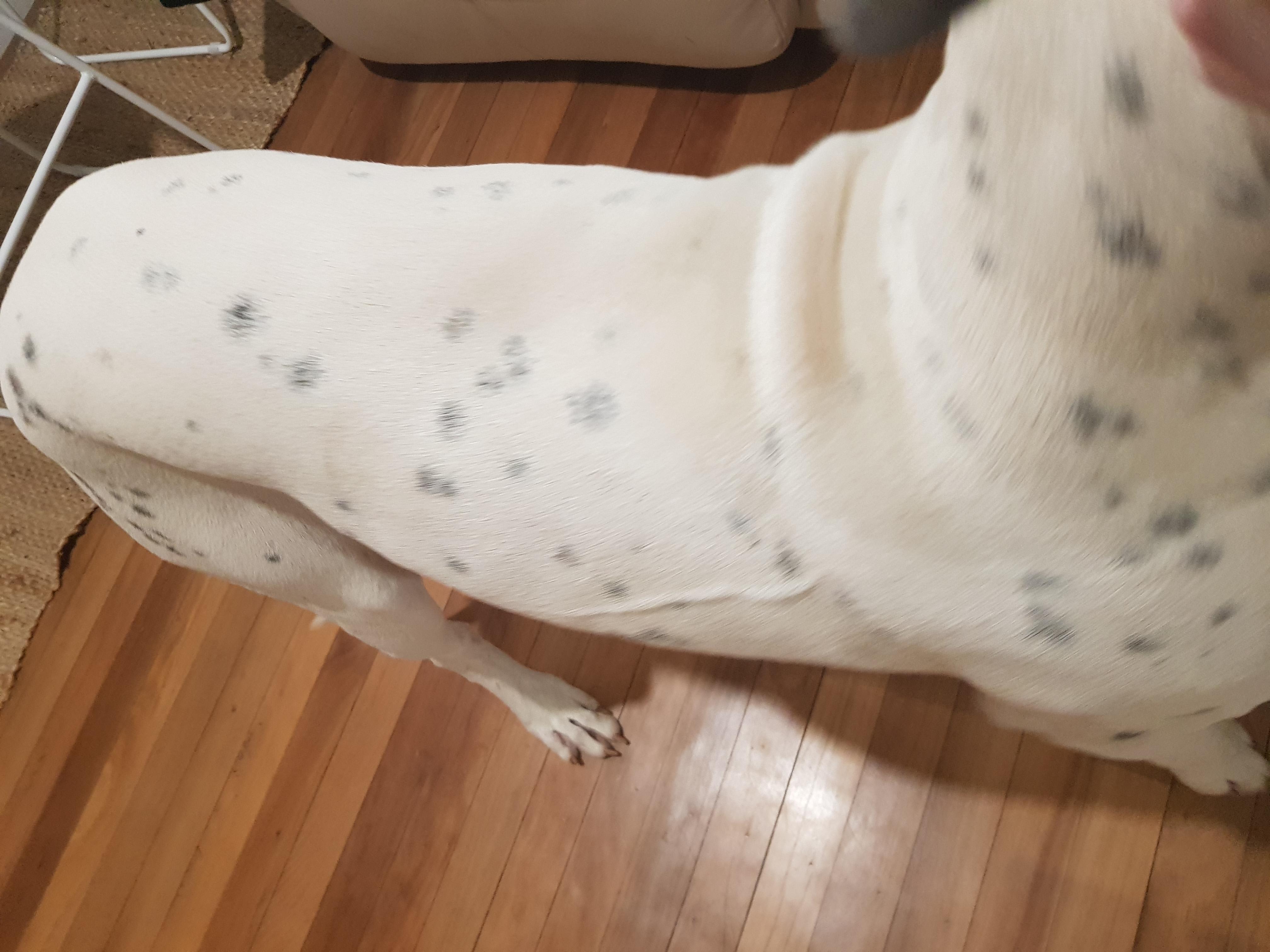 What causes my dog's bulging vein on his side to appear sometimes? | Petco