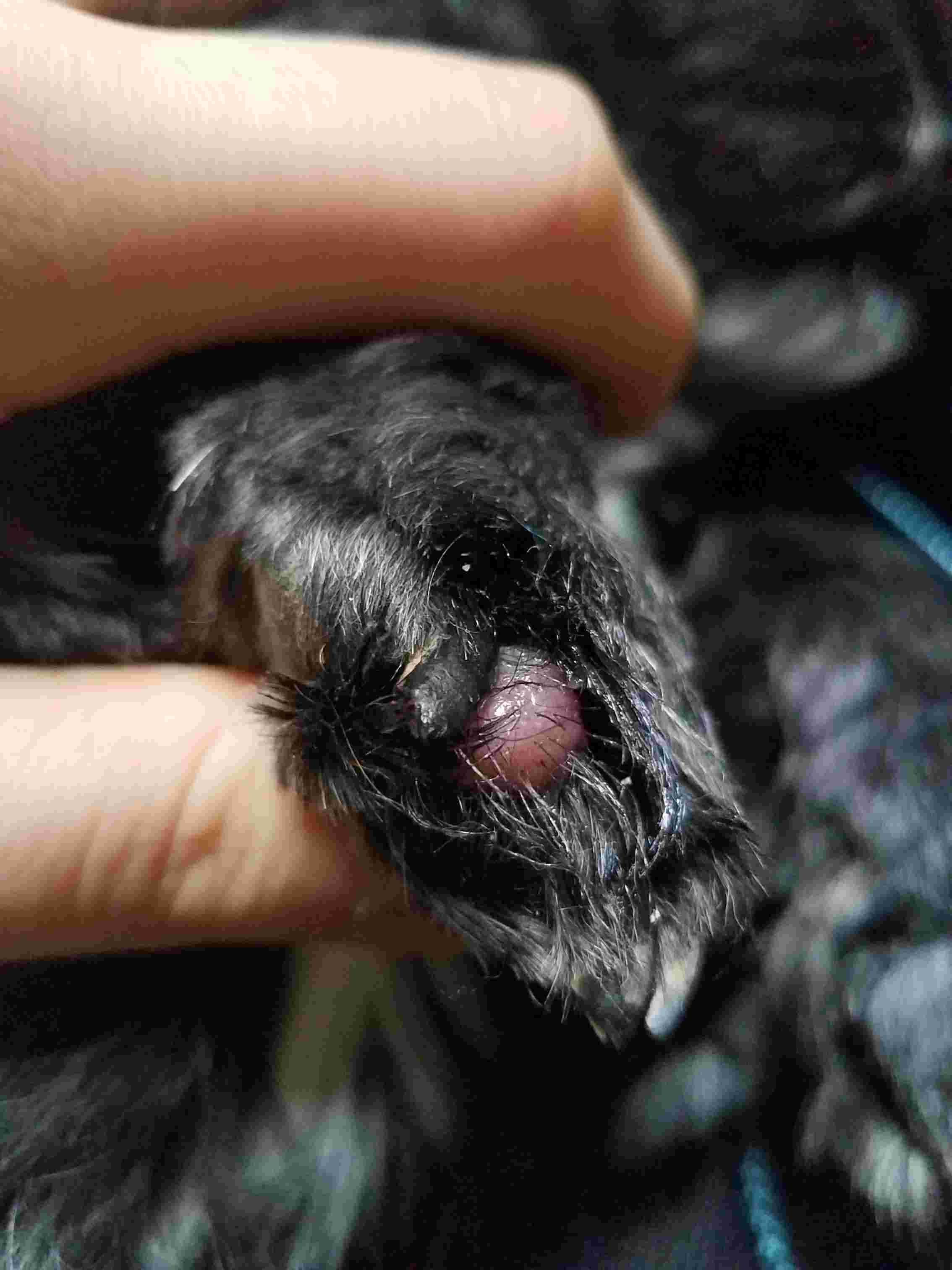 Why is my dog licking a red bump between his toes and acting sick? | Petco