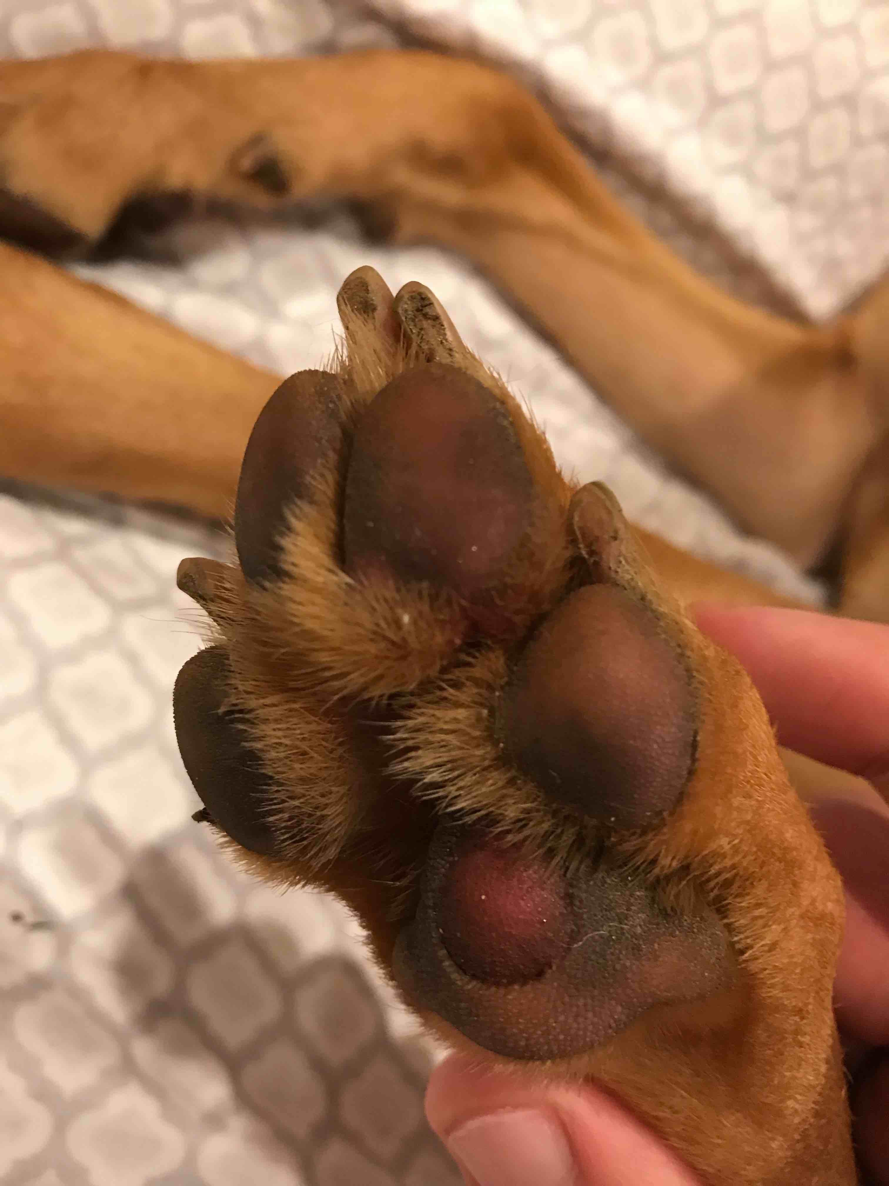 My Dog's Paws Bleed After Playing Outside – Is This Normal? | Petco