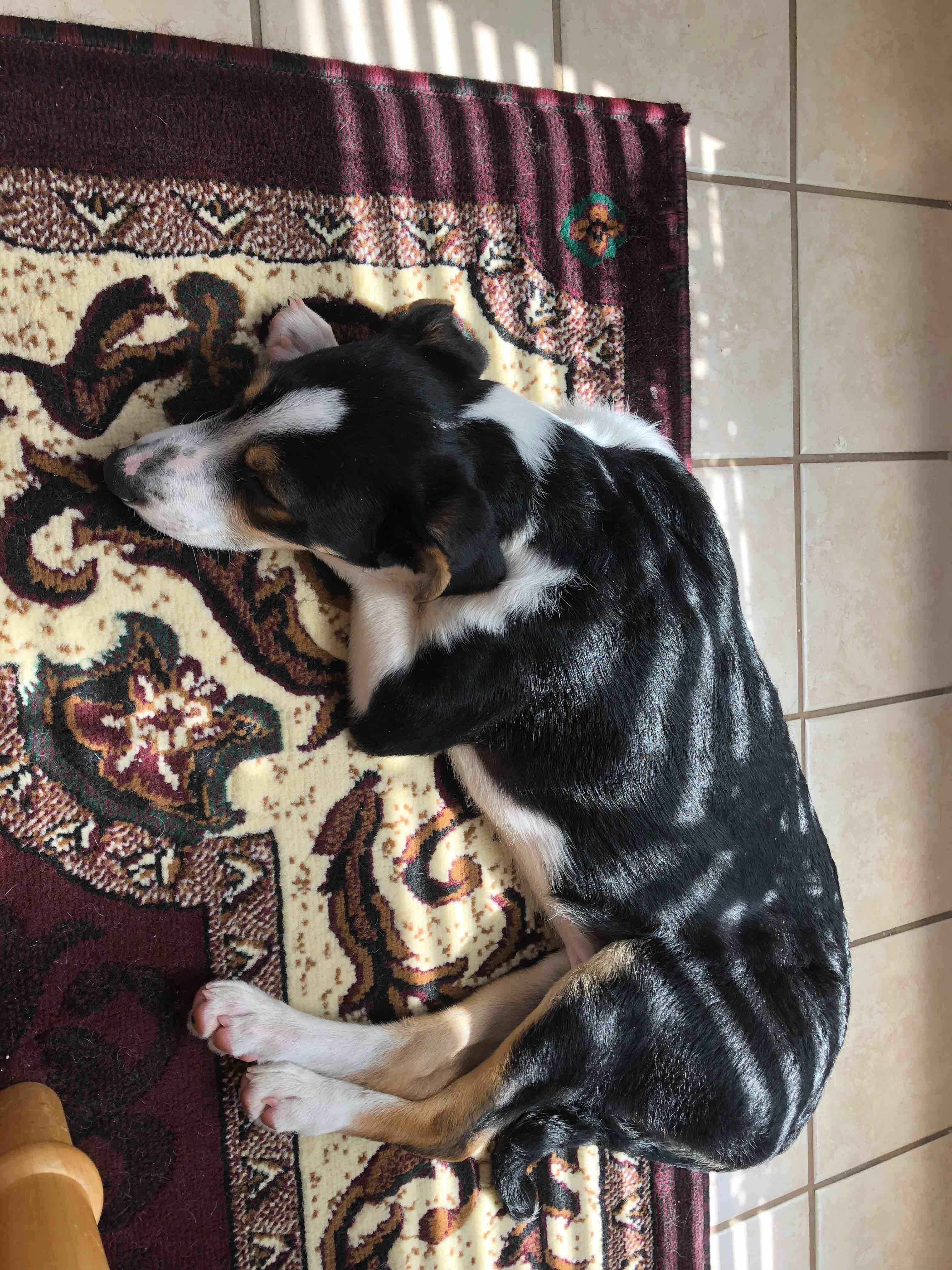 What Breed Is My Puppy? Appenzeller Mix or Something Else? | Petco