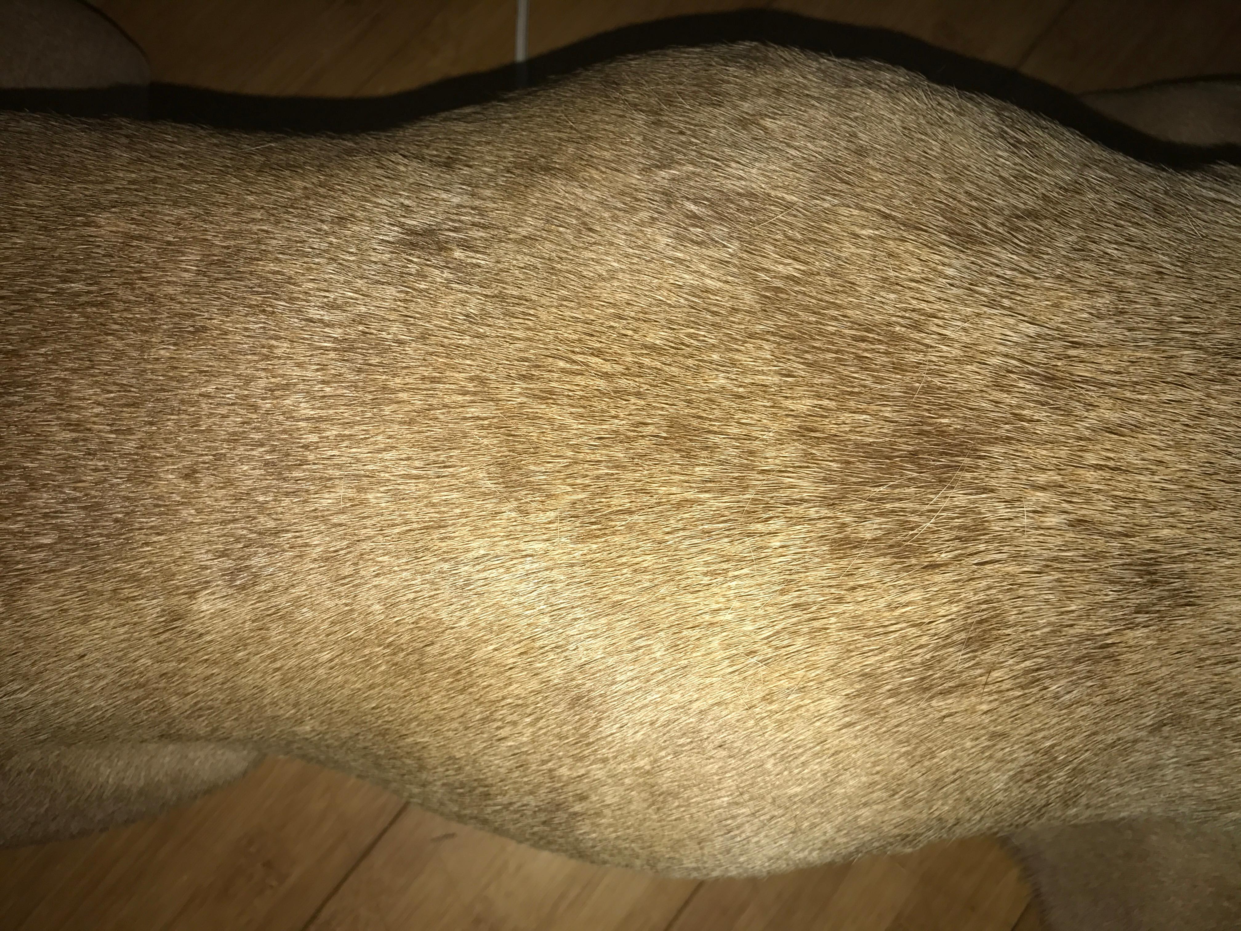 Pit Bull Back Discoloration & Shedding: Causes & Solutions | Petco