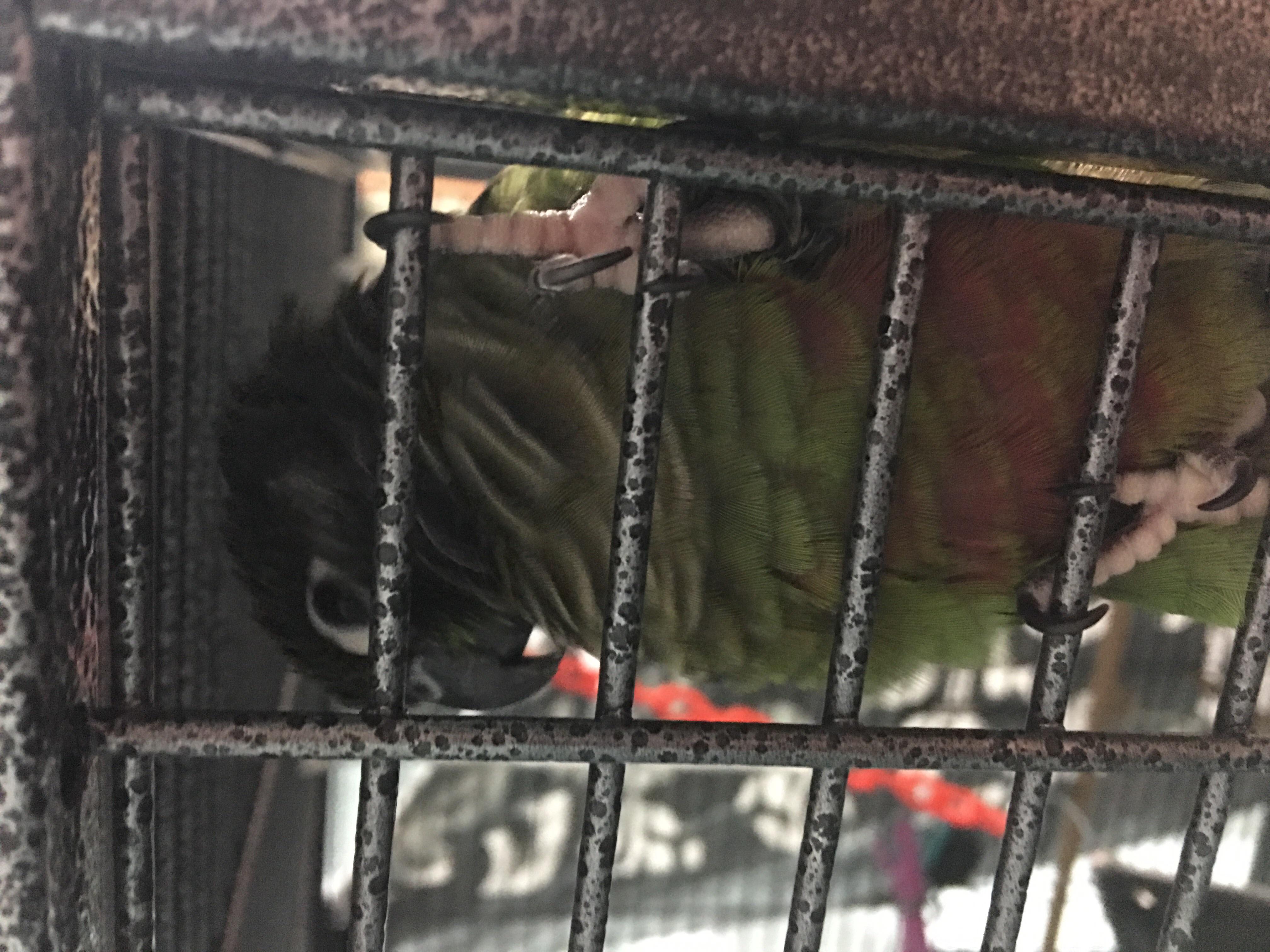 My Green Cheek Conure is Sick: Coughing, Puffed, Watery Poop | Petco