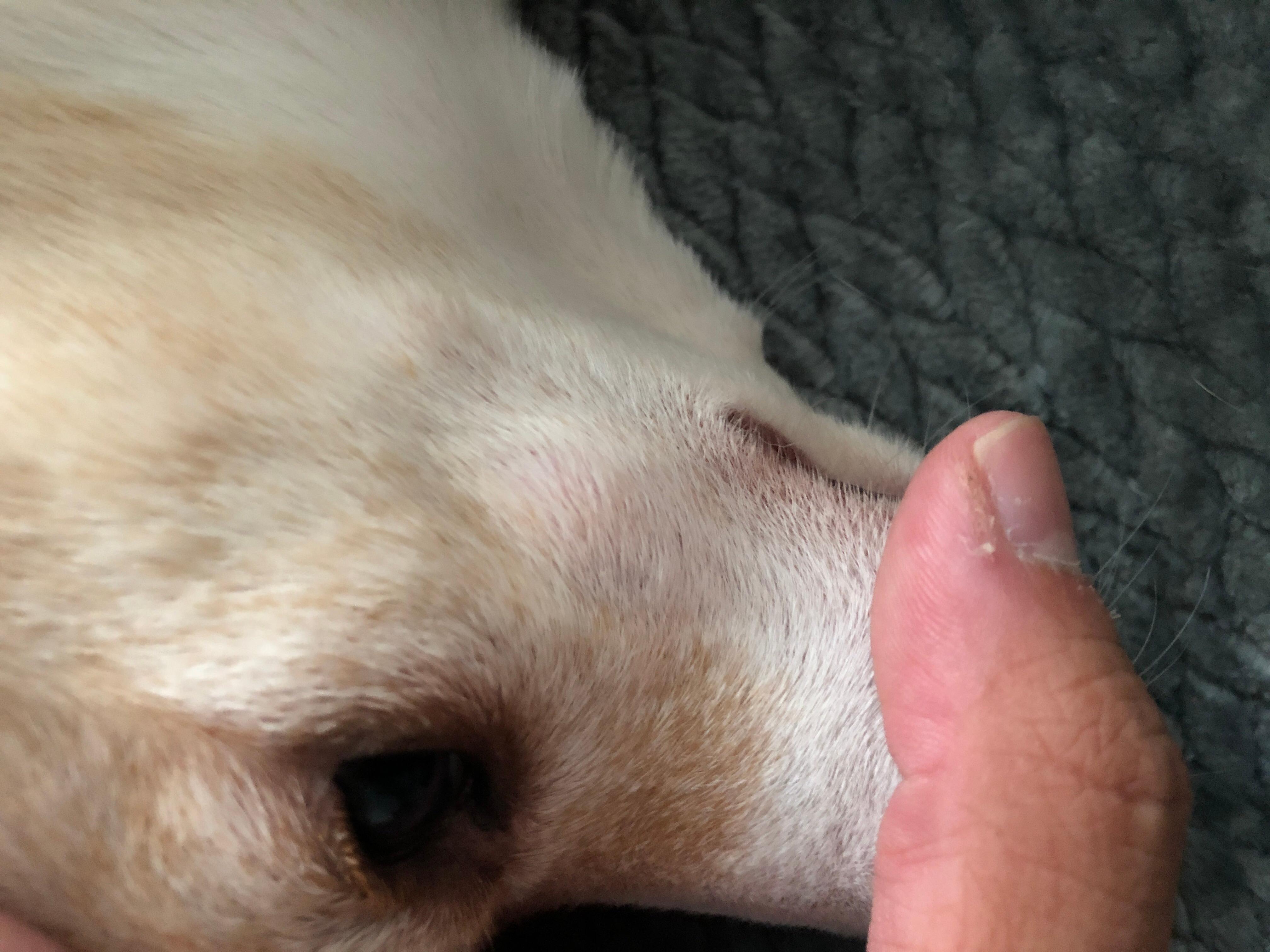 My dog's cheeks are swollen after a walk, is it an allergy? | Petco