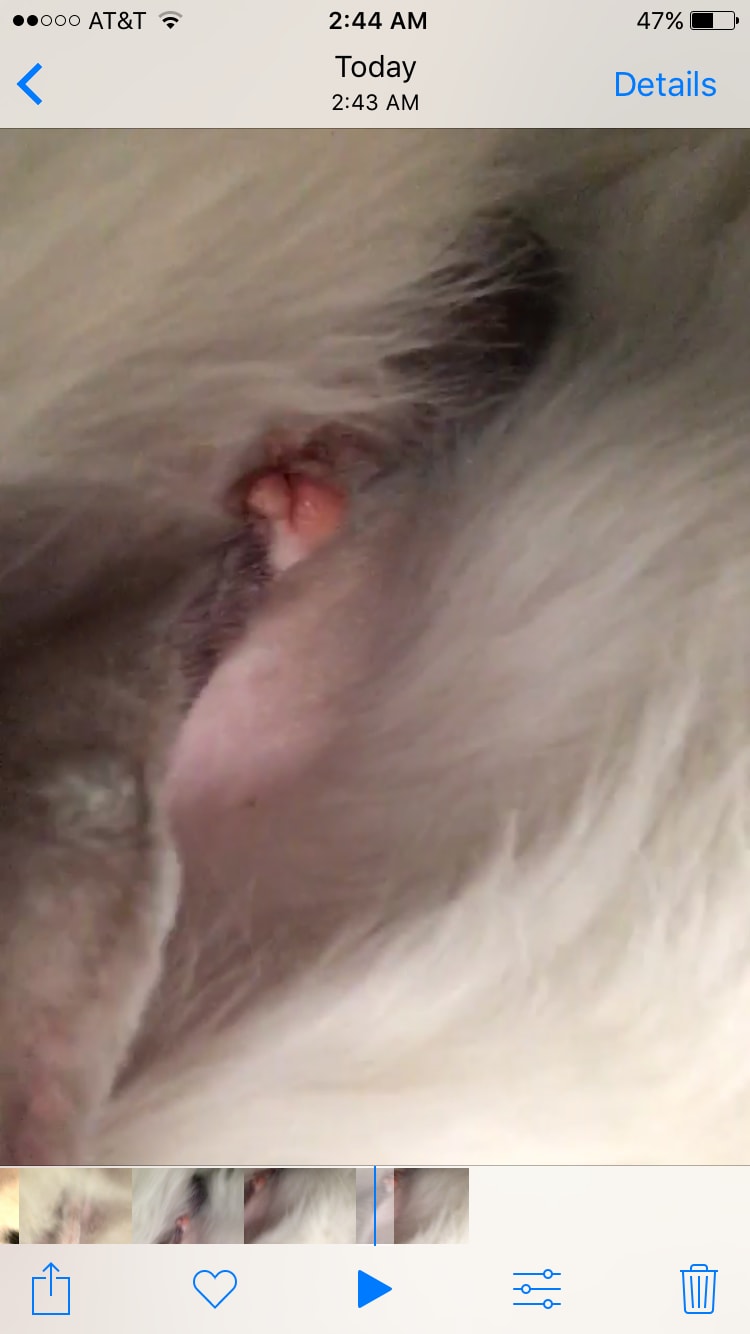 Why is my dog's neuter incision swollen and red? Infected? | Petco