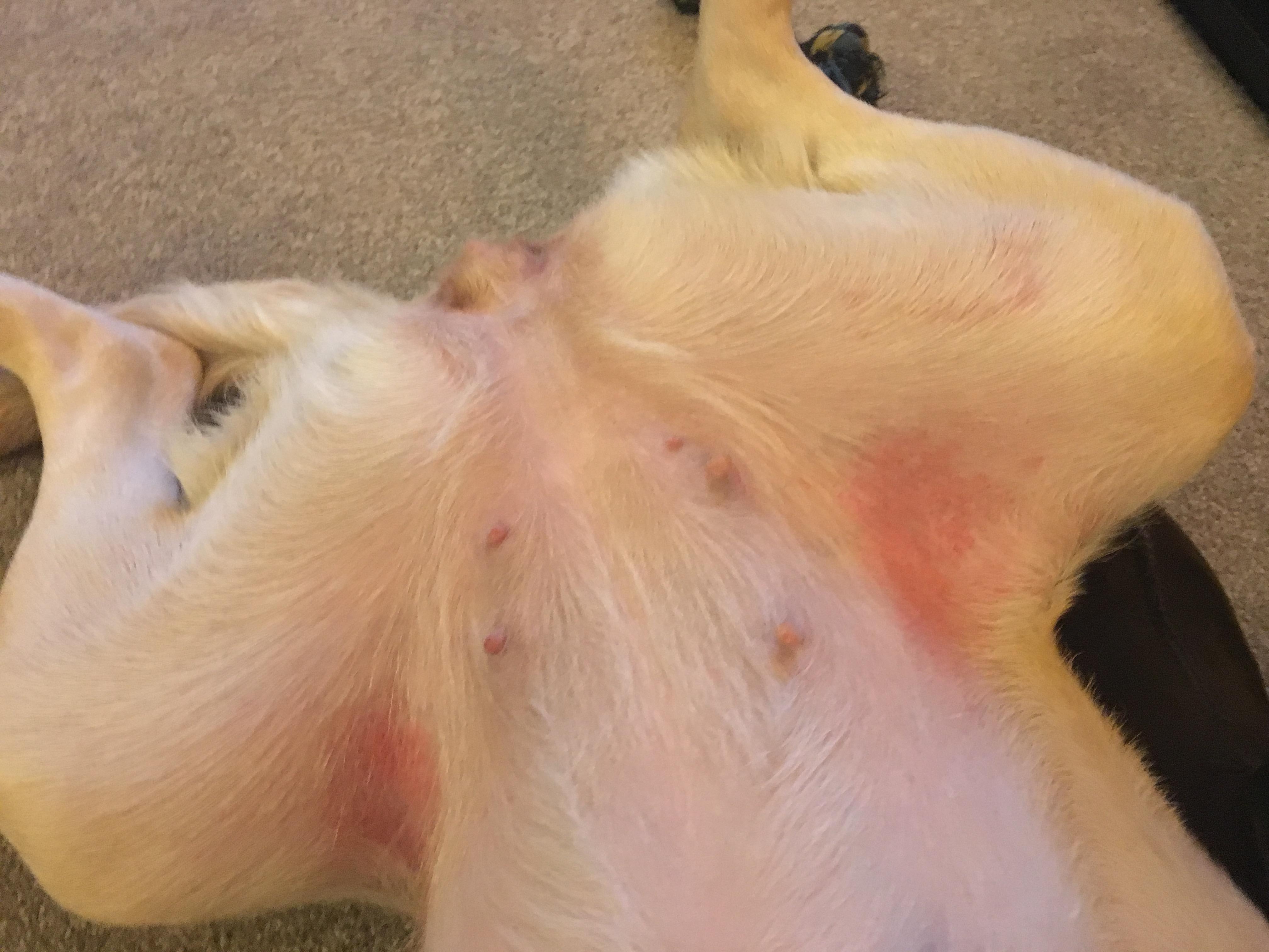 Why is my dog's groin rash not getting better with treatment? | Petco