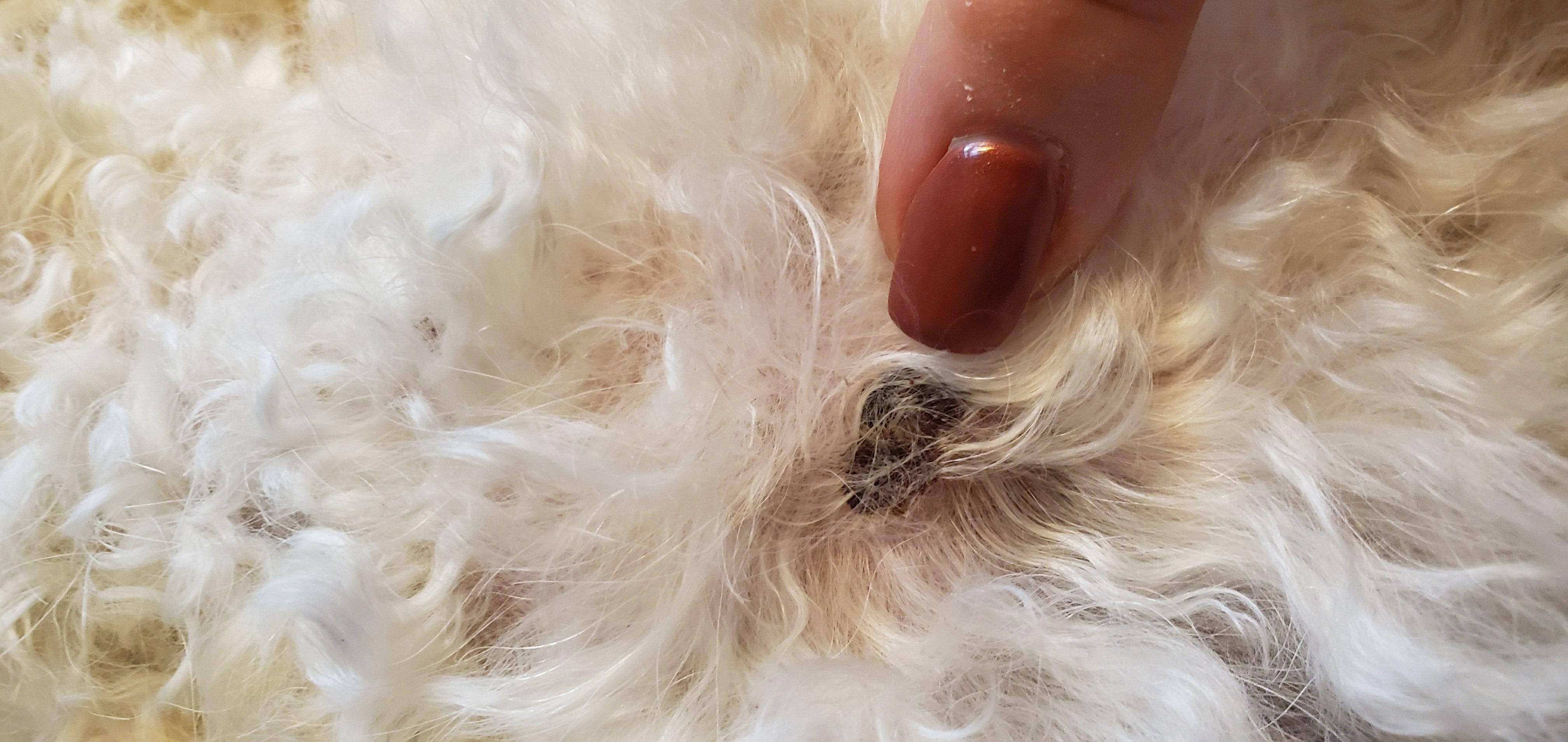 What is that black scab-like lump on your dog's back under the fur? | Petco